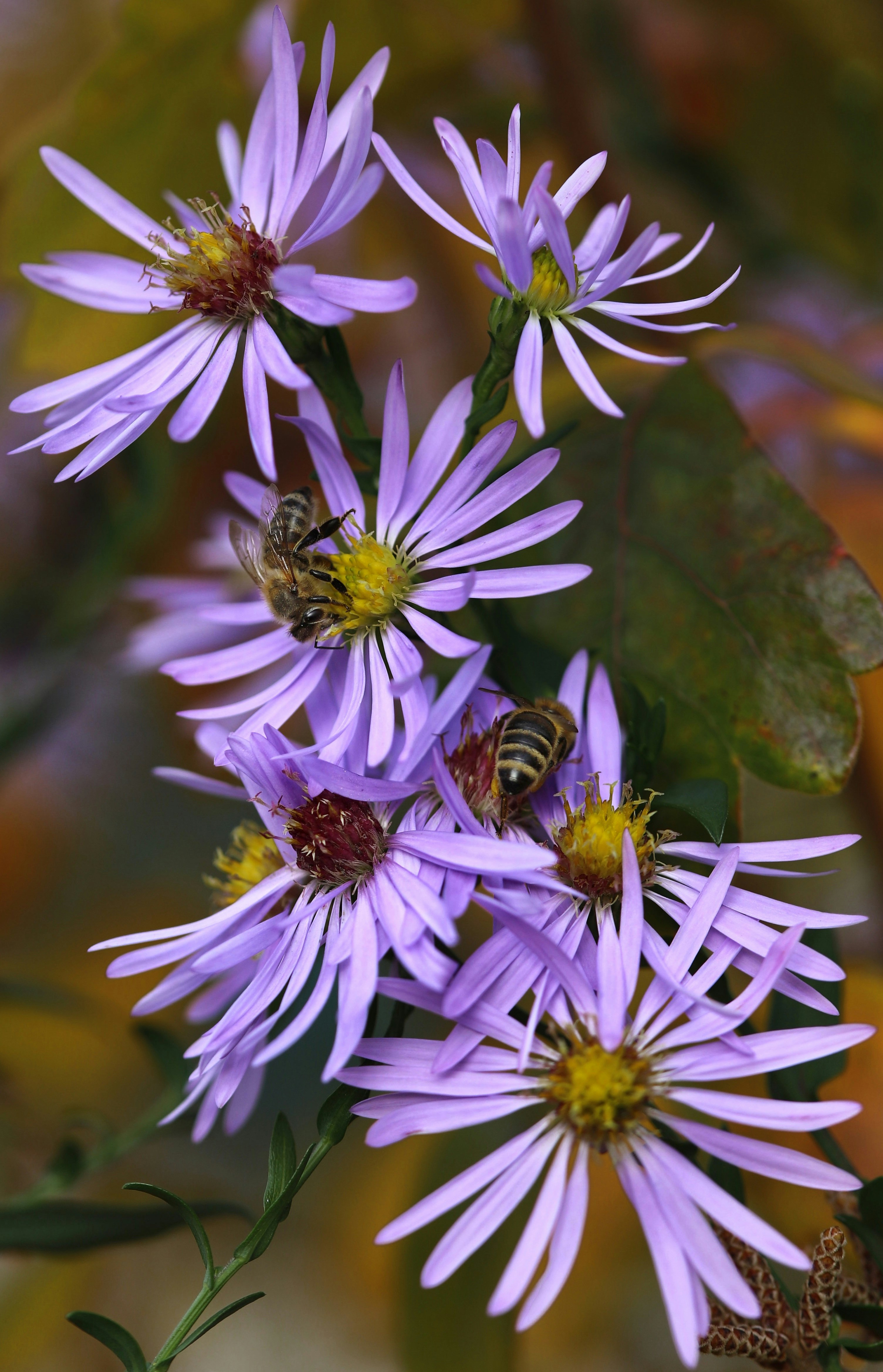 Bees in the Lavender Aster Garden: Narrow Focus on Pollinators Among Plush Petals