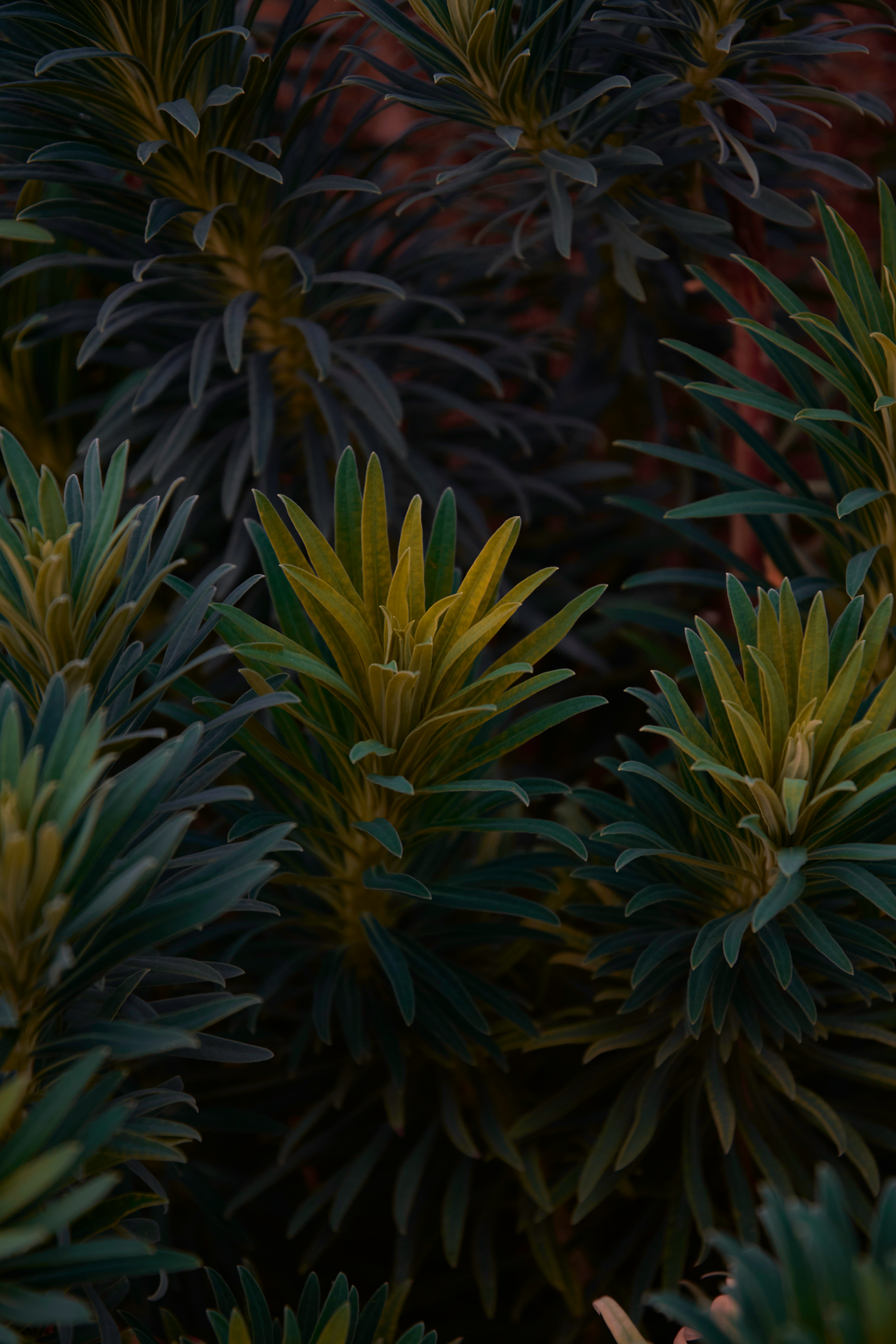 A group of plants photo – Free Arbre Image on Unsplash