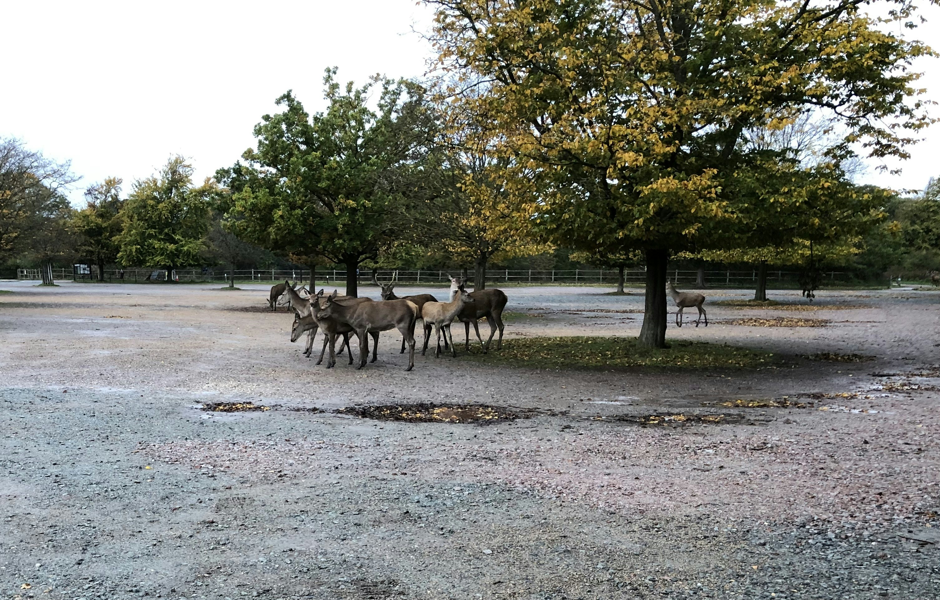 a group of deer in a park