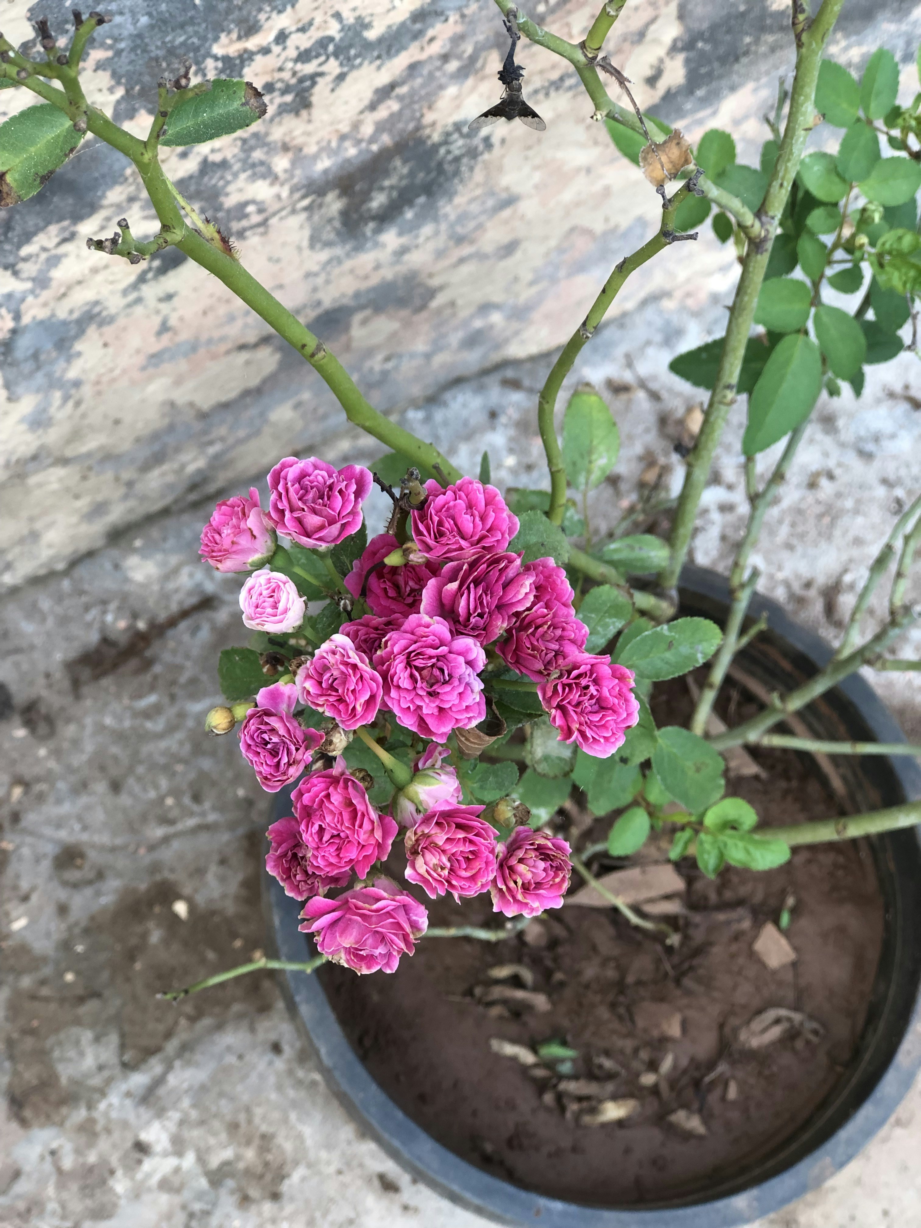 Cluster of vibrant pink roses blooming in a round pot on a textured surface.