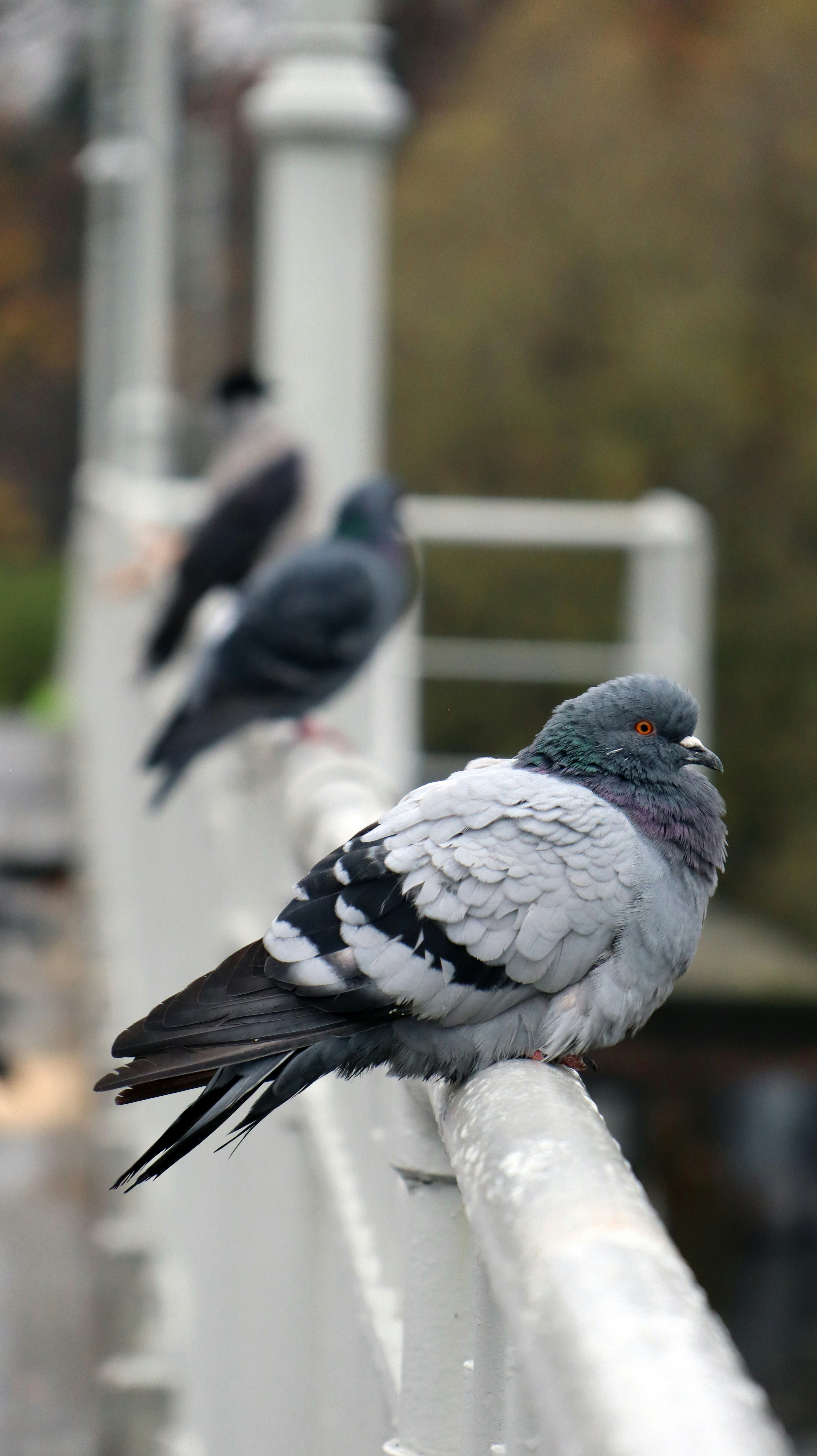 a group of birds on a bench