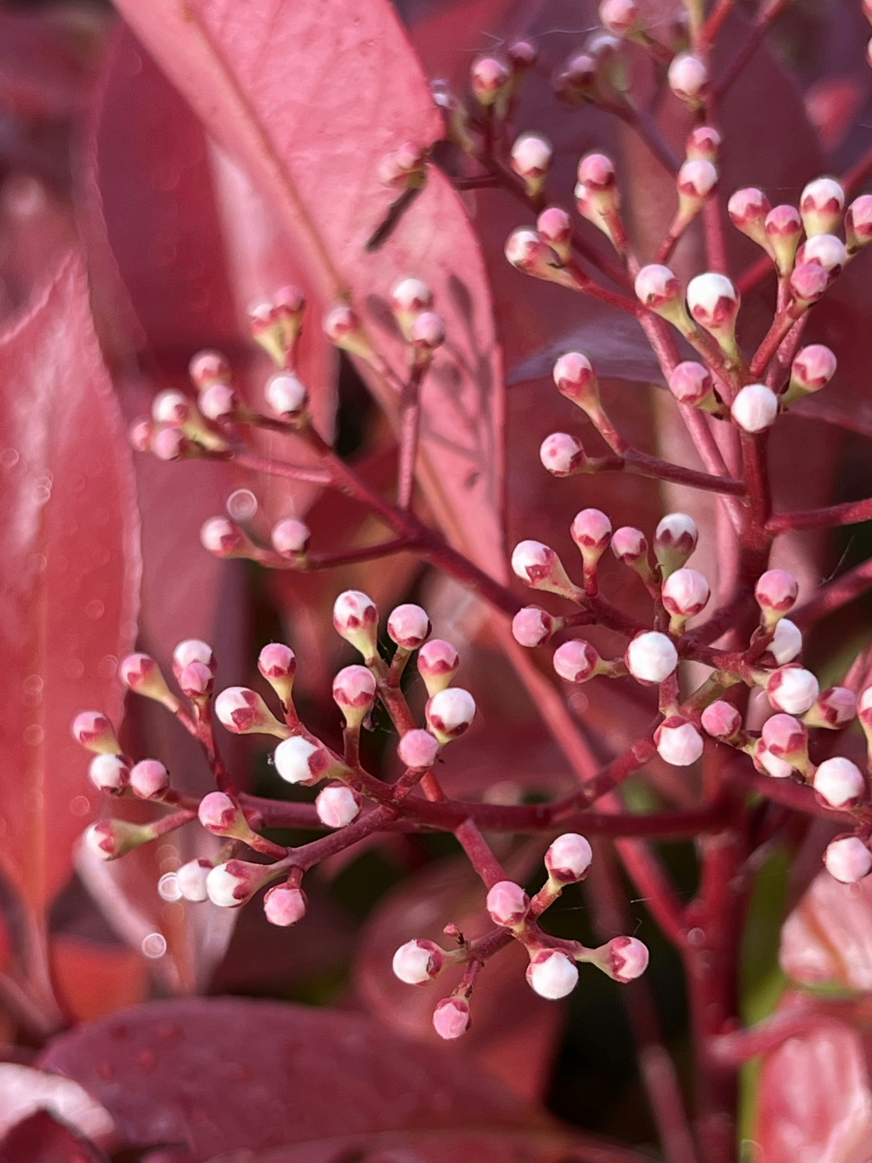 Crimson Velvet Buds: A Macro Portrait of Red Branches