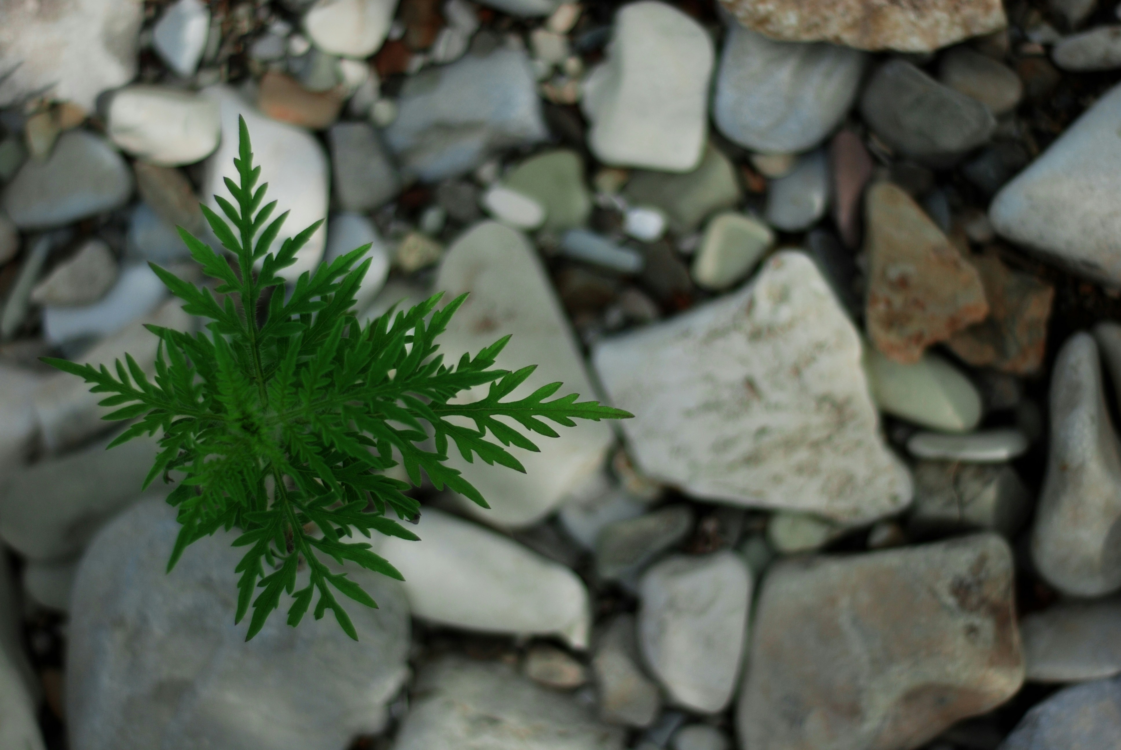 A vibrant green plant emerges from a bed of smooth, multicolored stones, symbolizing resilience and growth in a challenging environment.