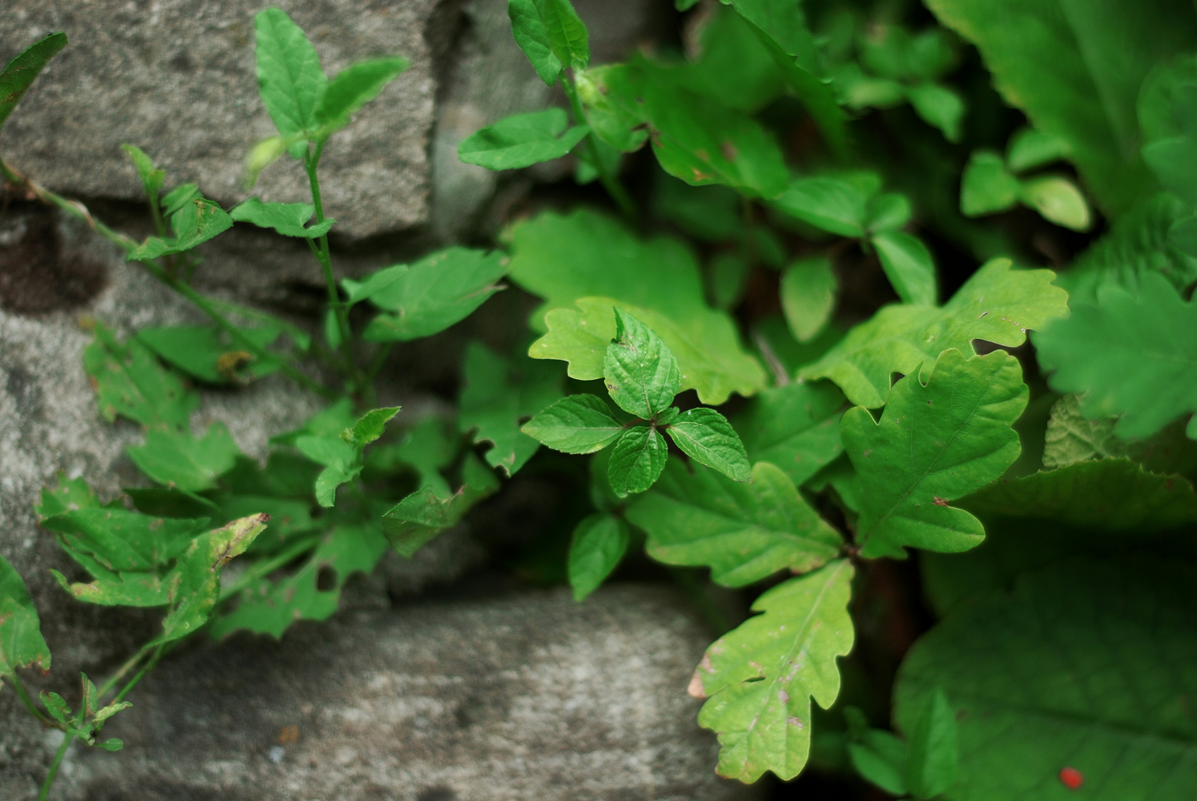 Vibrant green leaves intermingling with textured stone, showcasing the harmony between flora and natural elements.