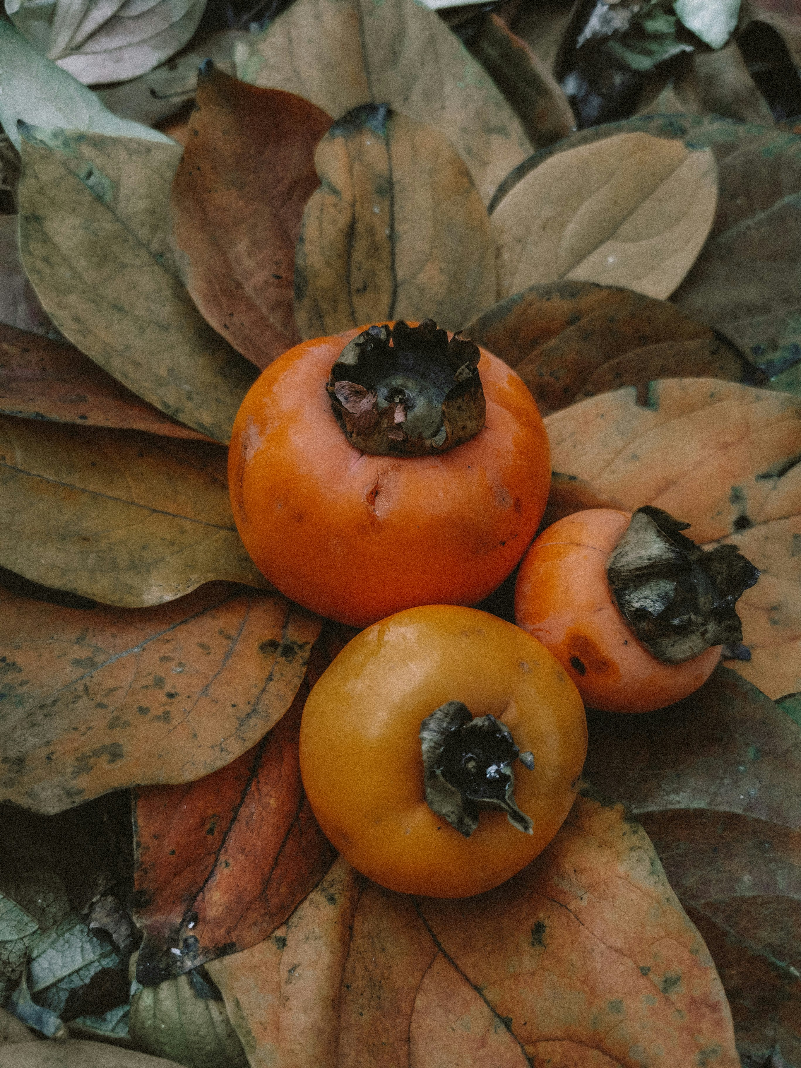 Amber Orbs on a Quilt of Fall Leaves