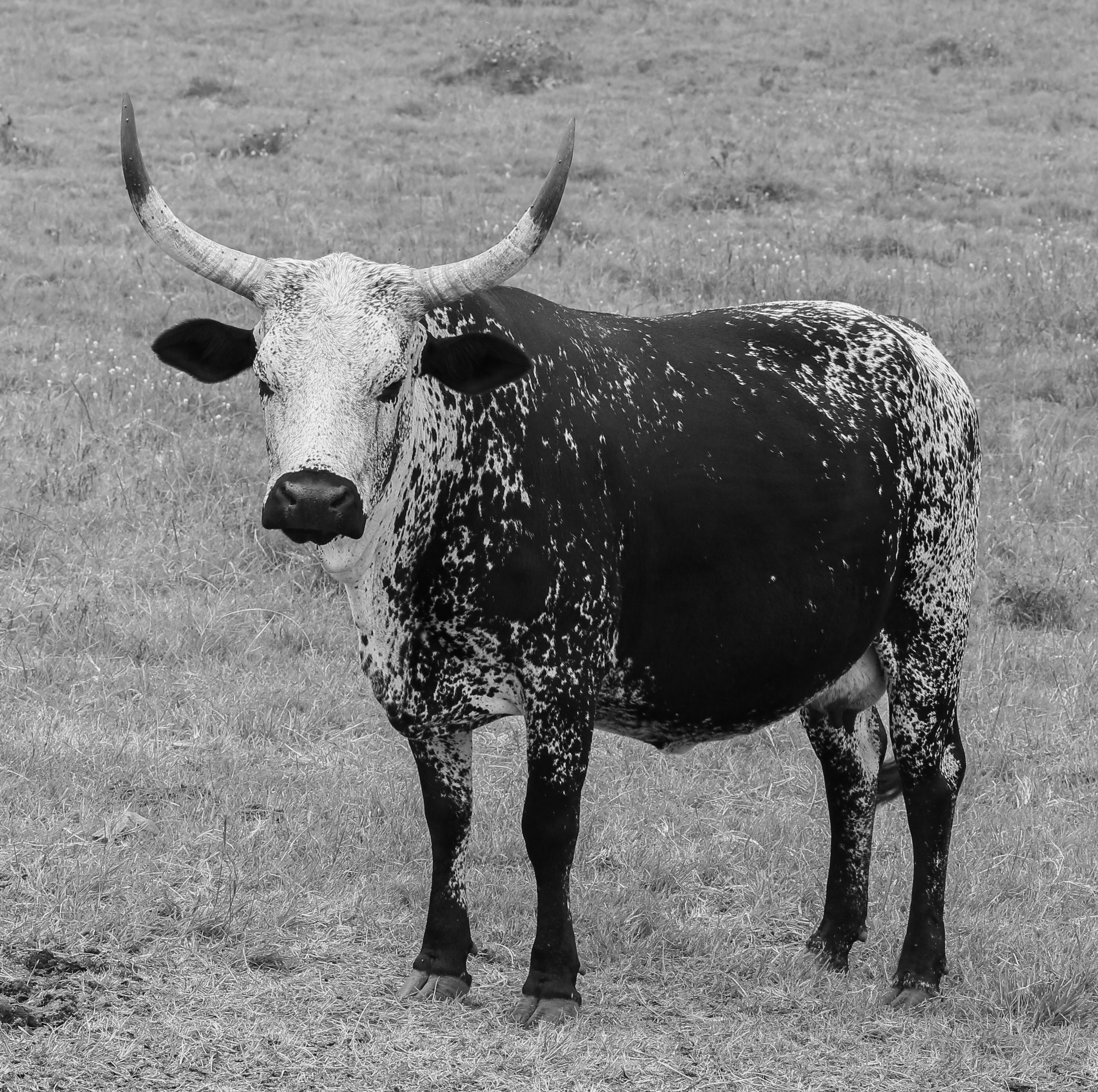 Monochrome Stare: Horned Bull in a Wind-Swept Field