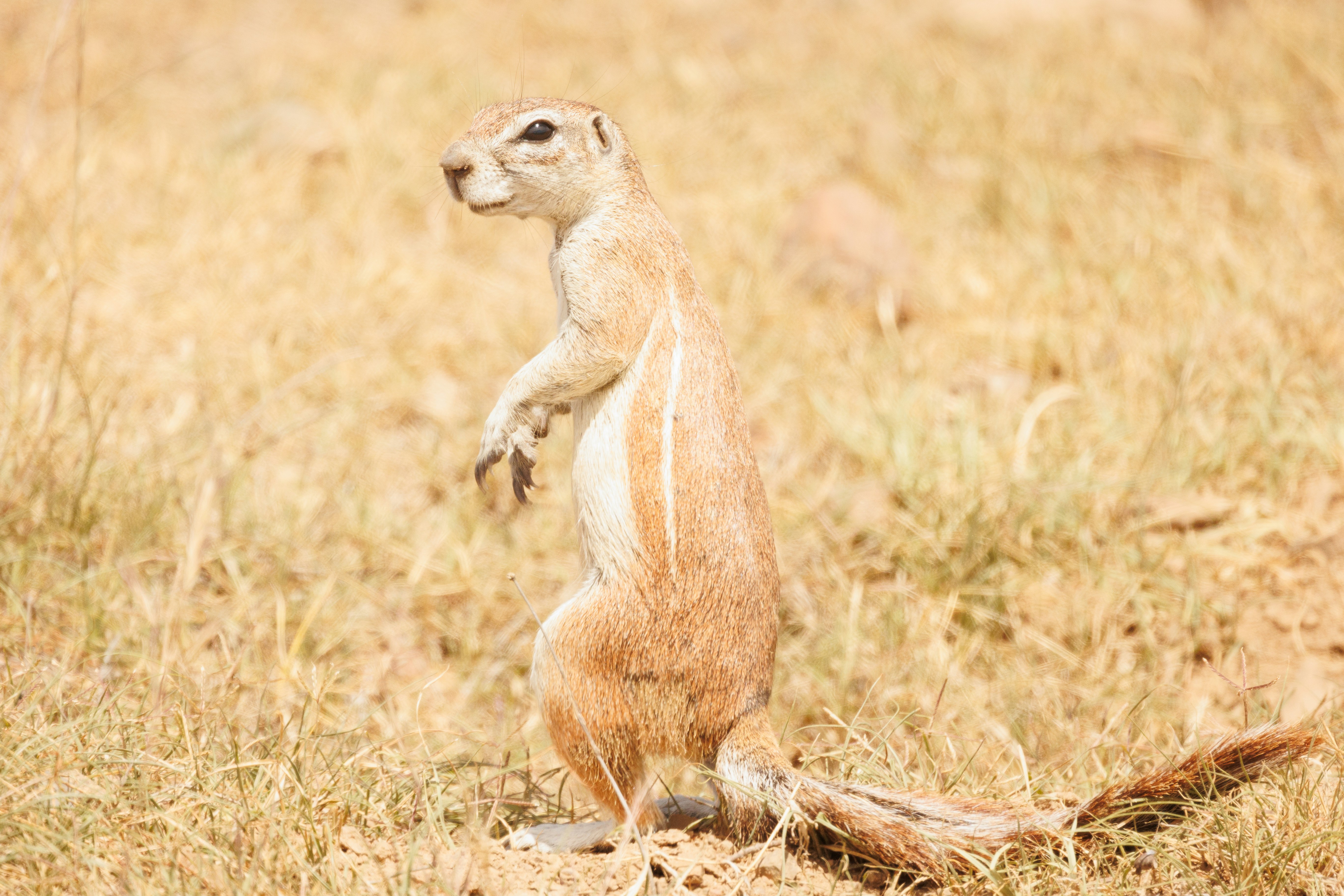 Sunlit Sentinel: Ground Squirrel Upright in Dry Grass
