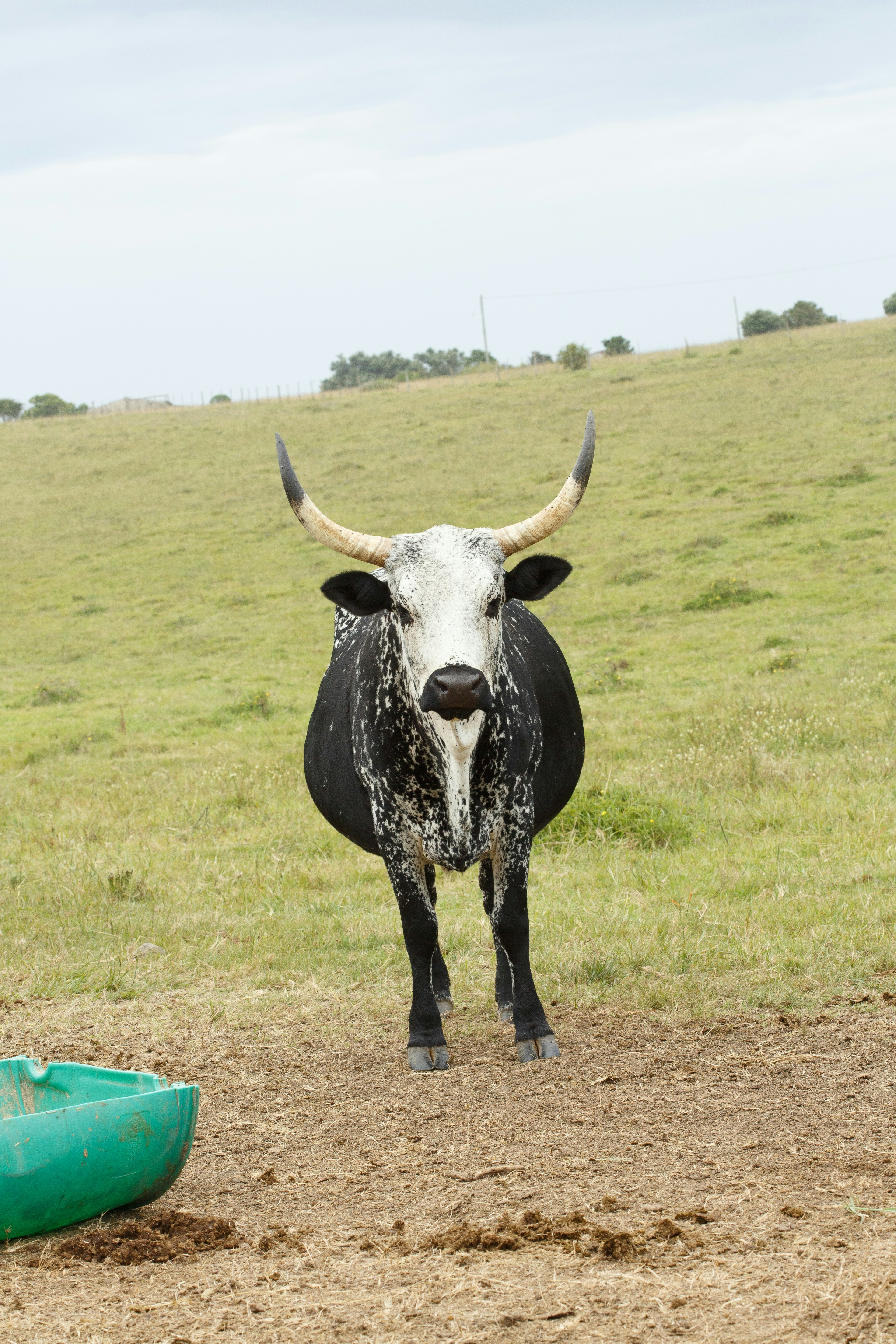 nguni cow, africa, spots, spotted, bovine, animal, cattle, horns, horn,