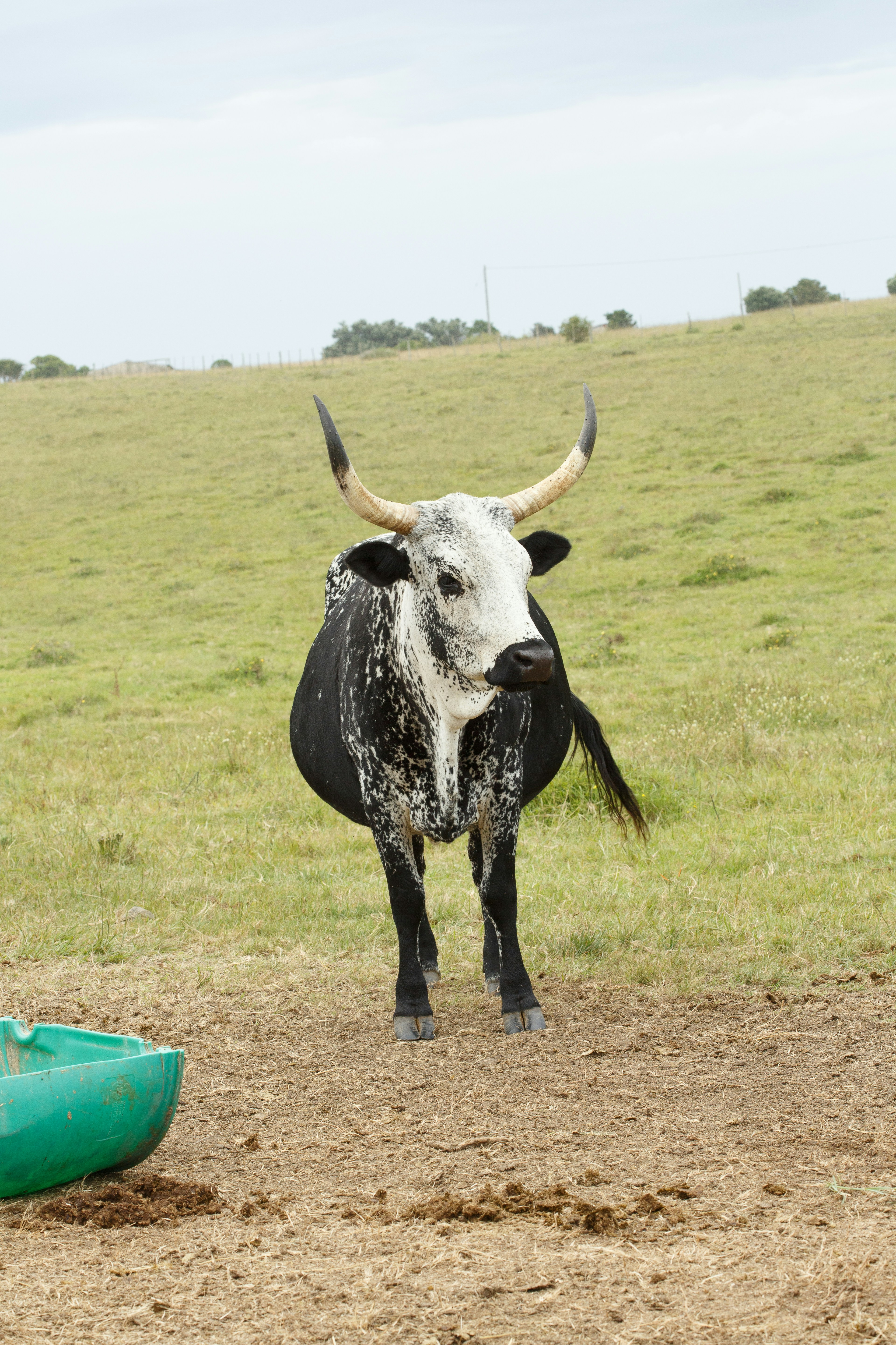 Foto Una vaca parada en un campo – Imagen gratis en Unsplash