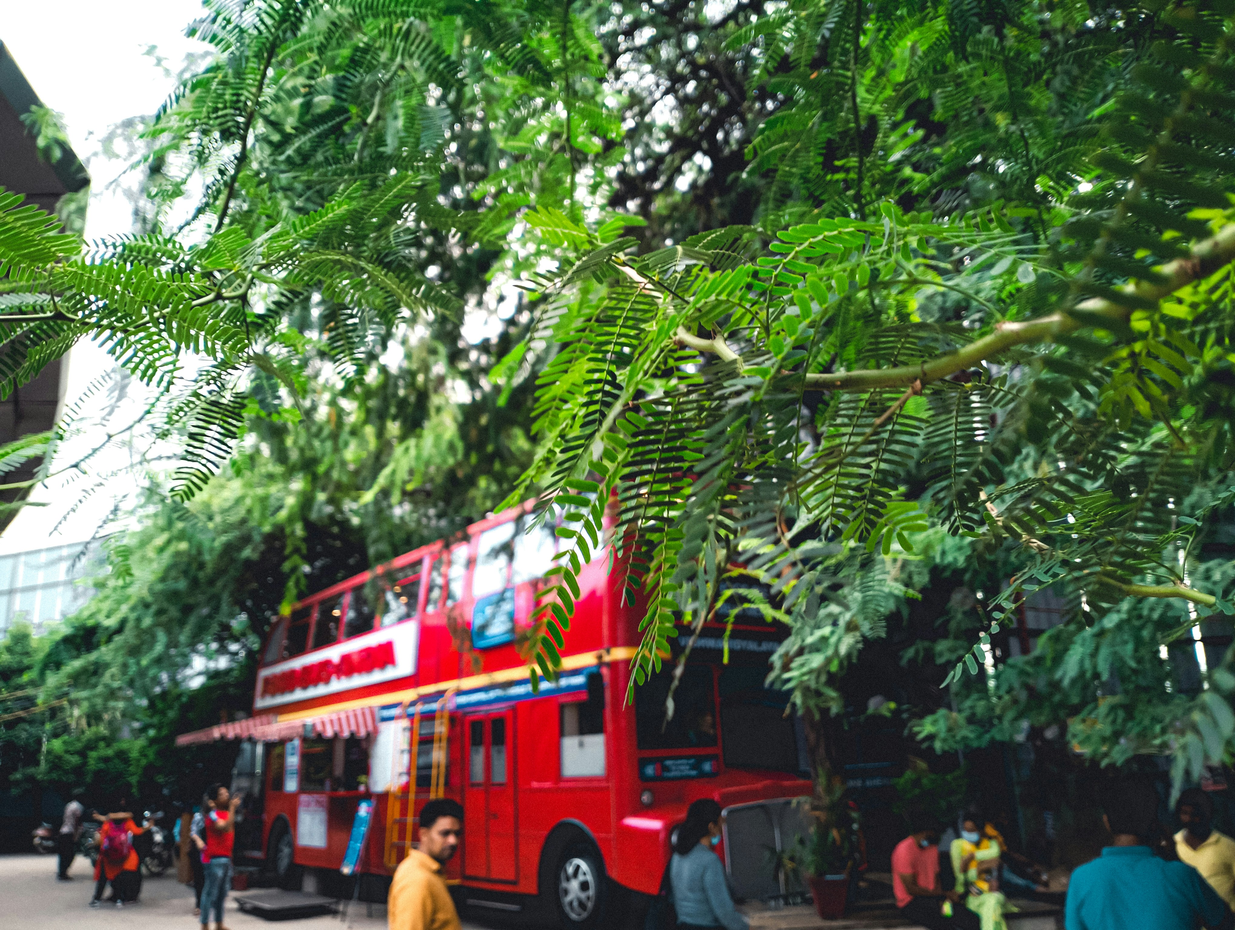 Emerald Canopy Over Urban Pulse: Red Bus in Focus