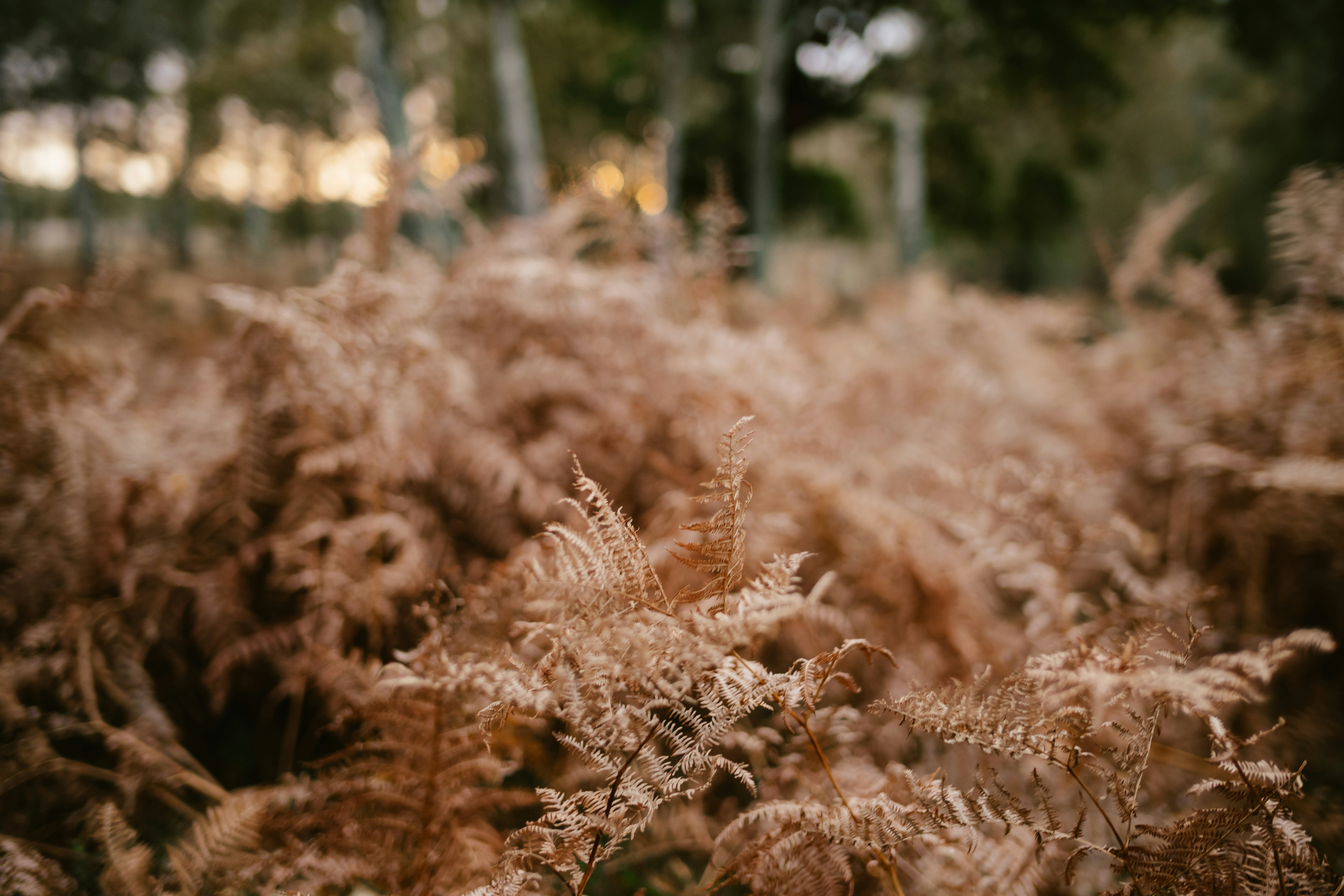 Amber Ferns Receding into a Quiet Woodland
