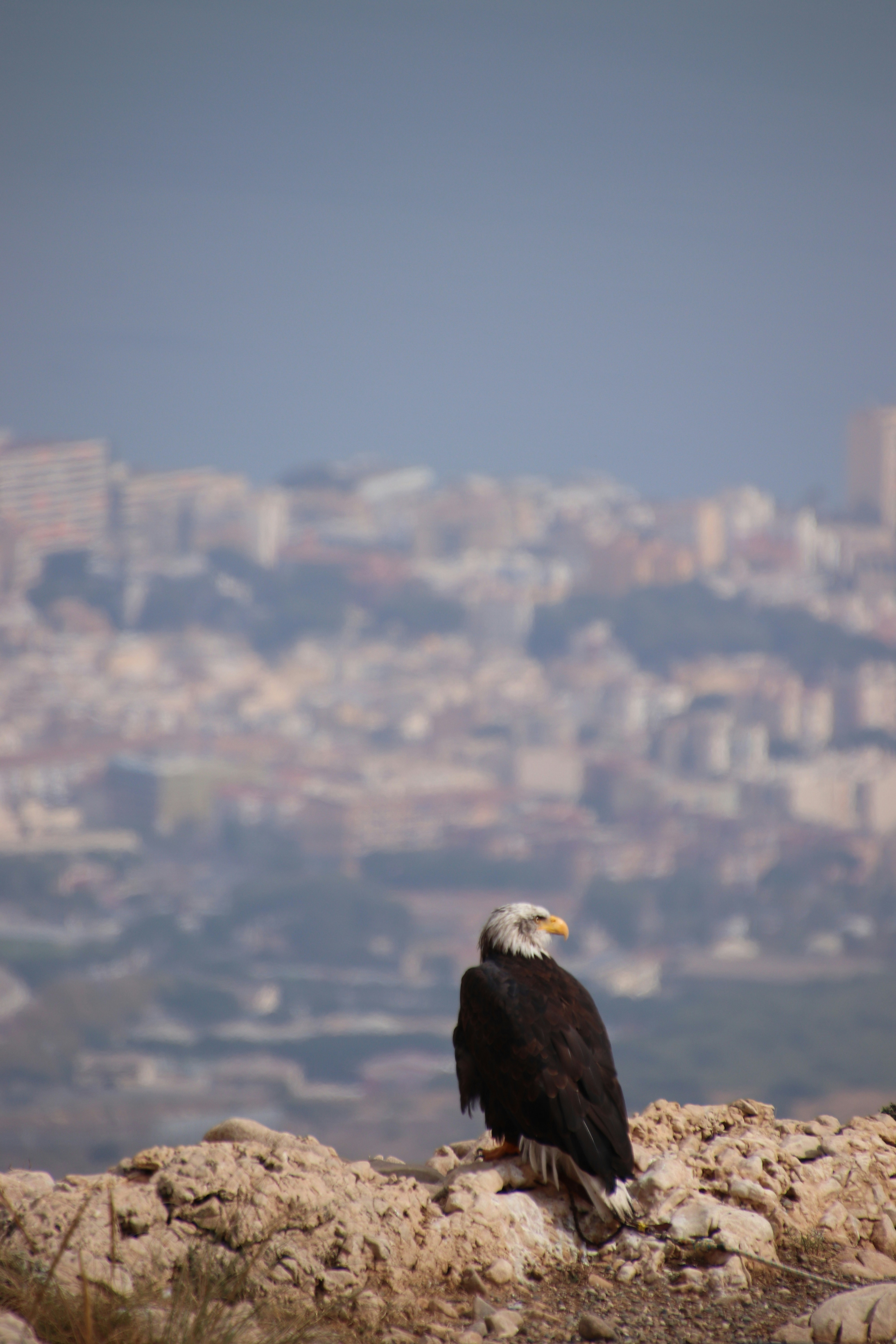 Spanish eagle watching over Benalmádena