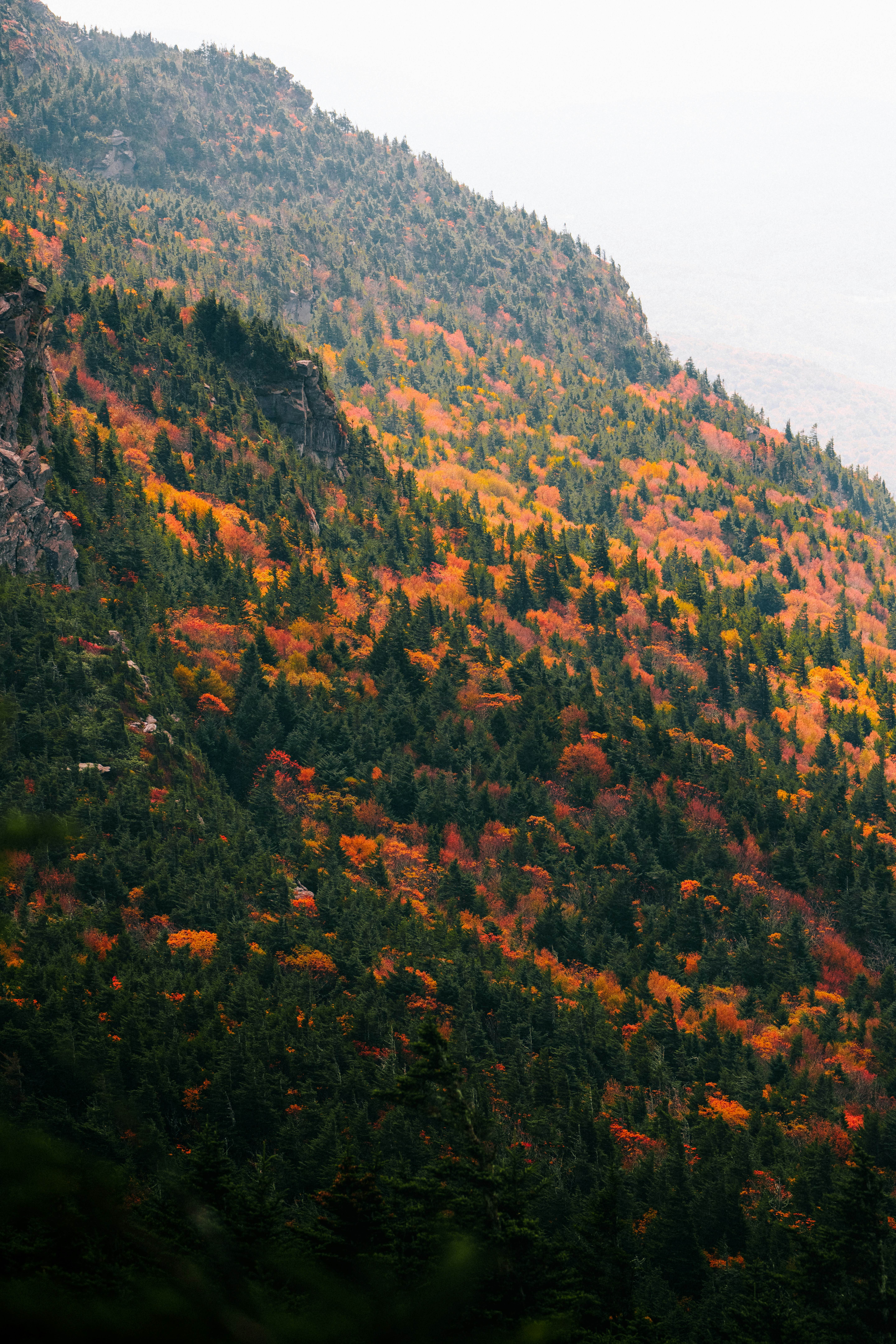 Vibrant fall foliage intermingled with evergreen trees on a steep mountainside in North Carolina.