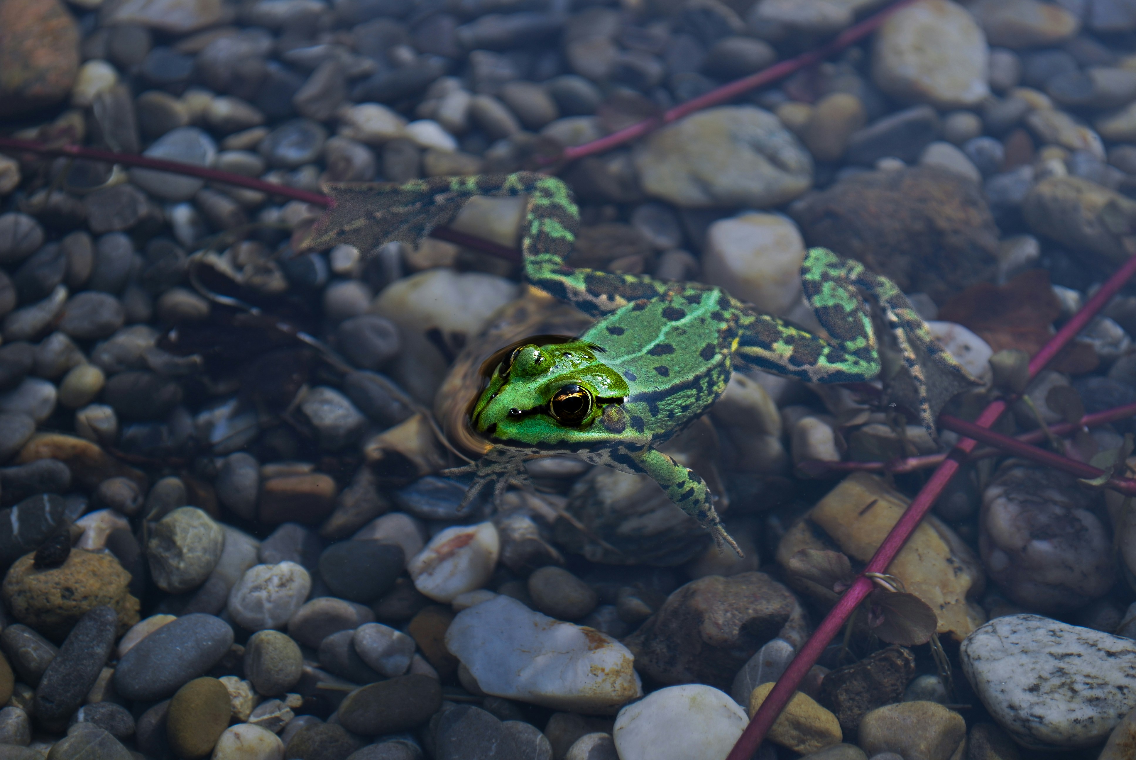 A frog on a rock photo – Free Frog Image on Unsplash