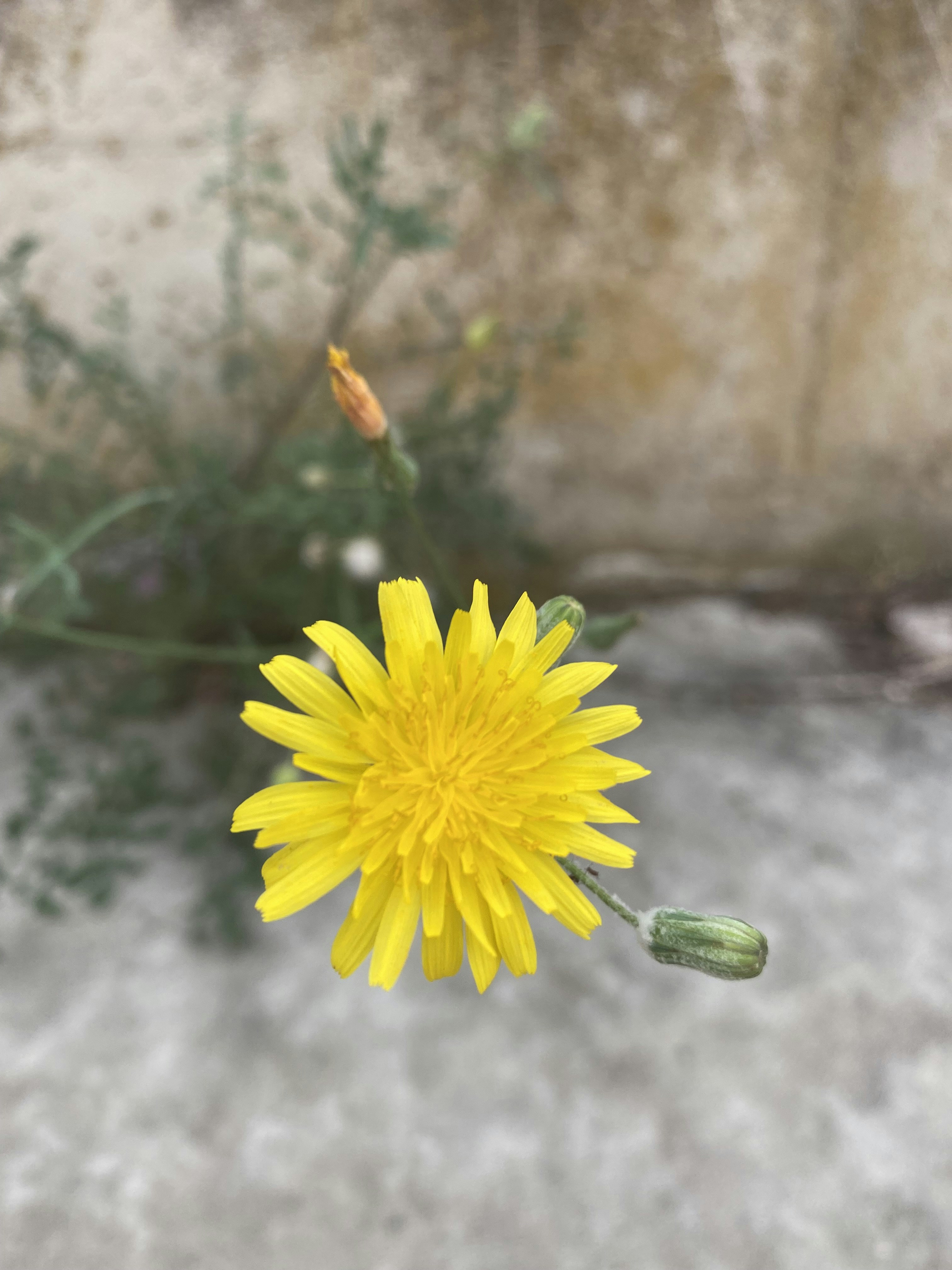 a yellow flower with a green stem