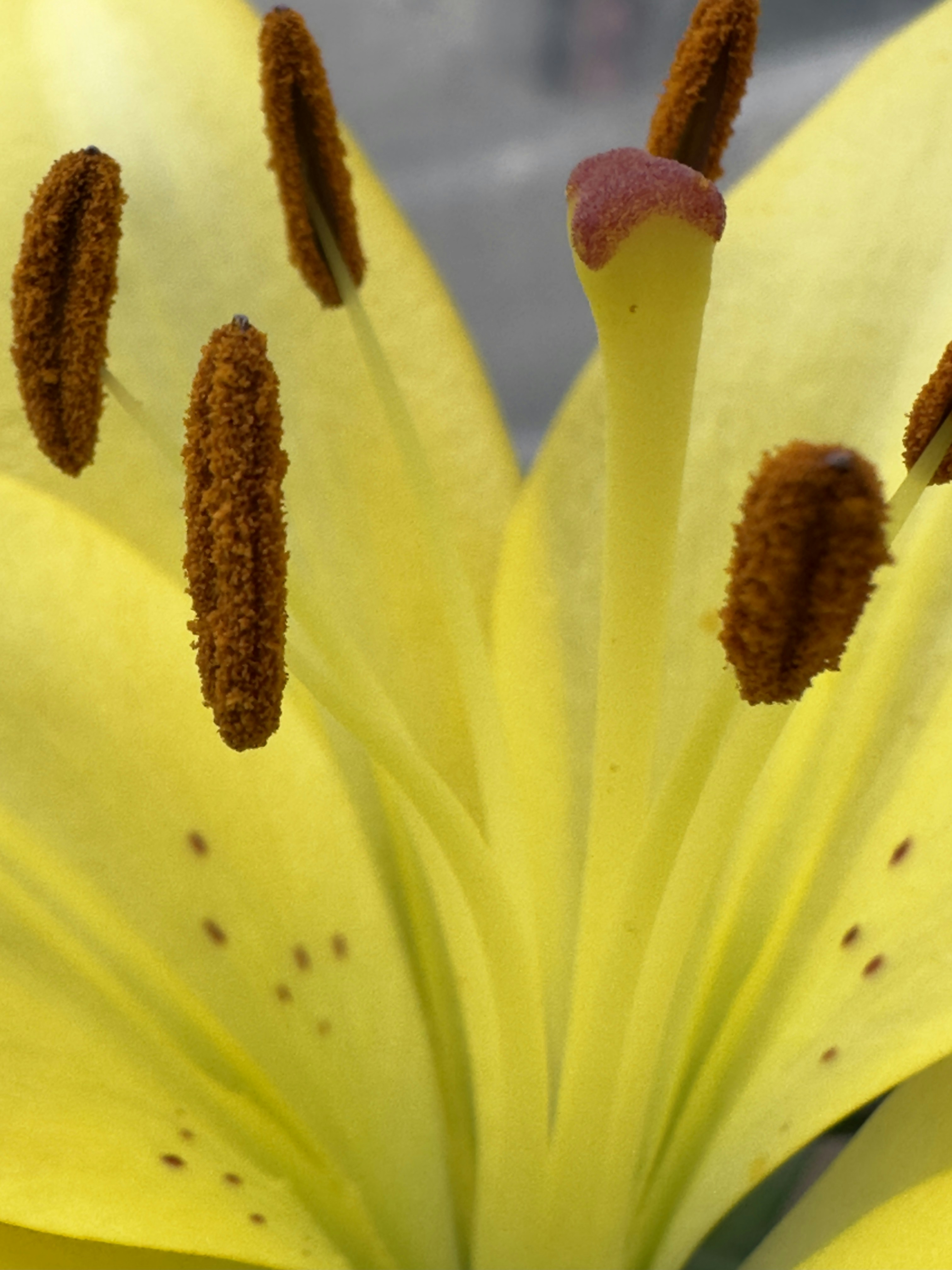 Macro Portrait of a Yellow Lily: Close-Study of Stamen and Petals