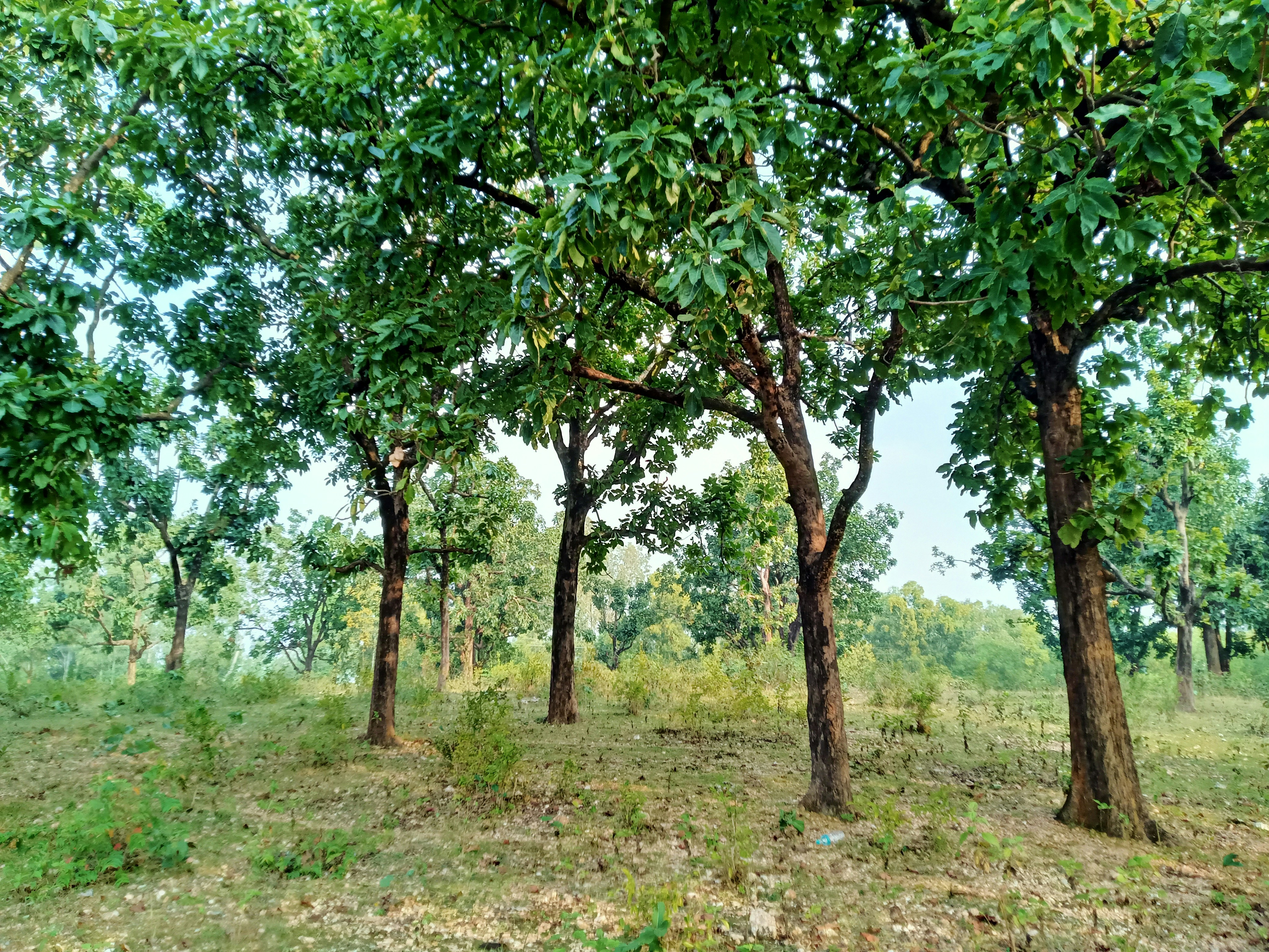 A group of trees in a forest photo – Free Jharkhand Image on Unsplash