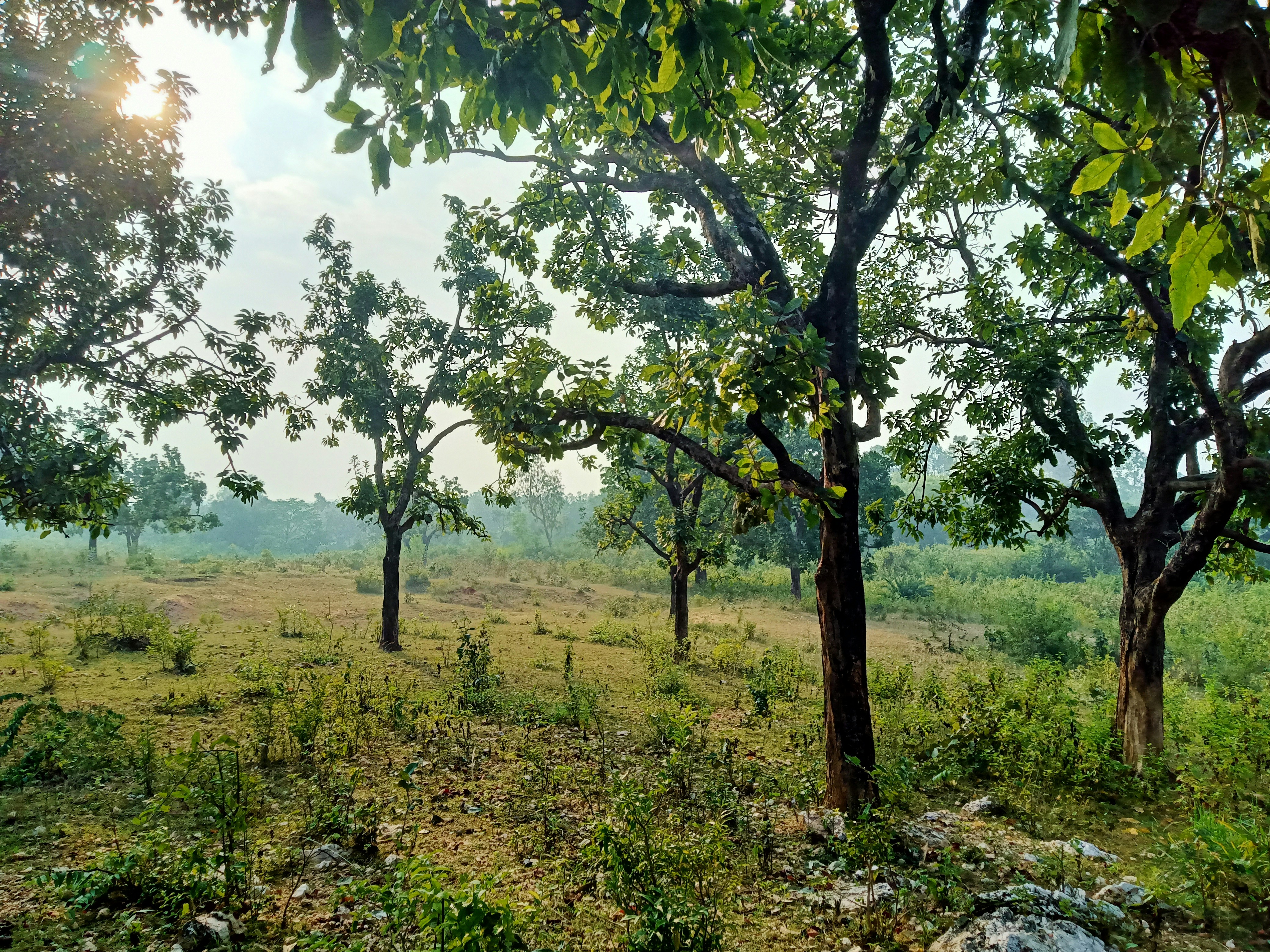 Sample photo from Realme U1