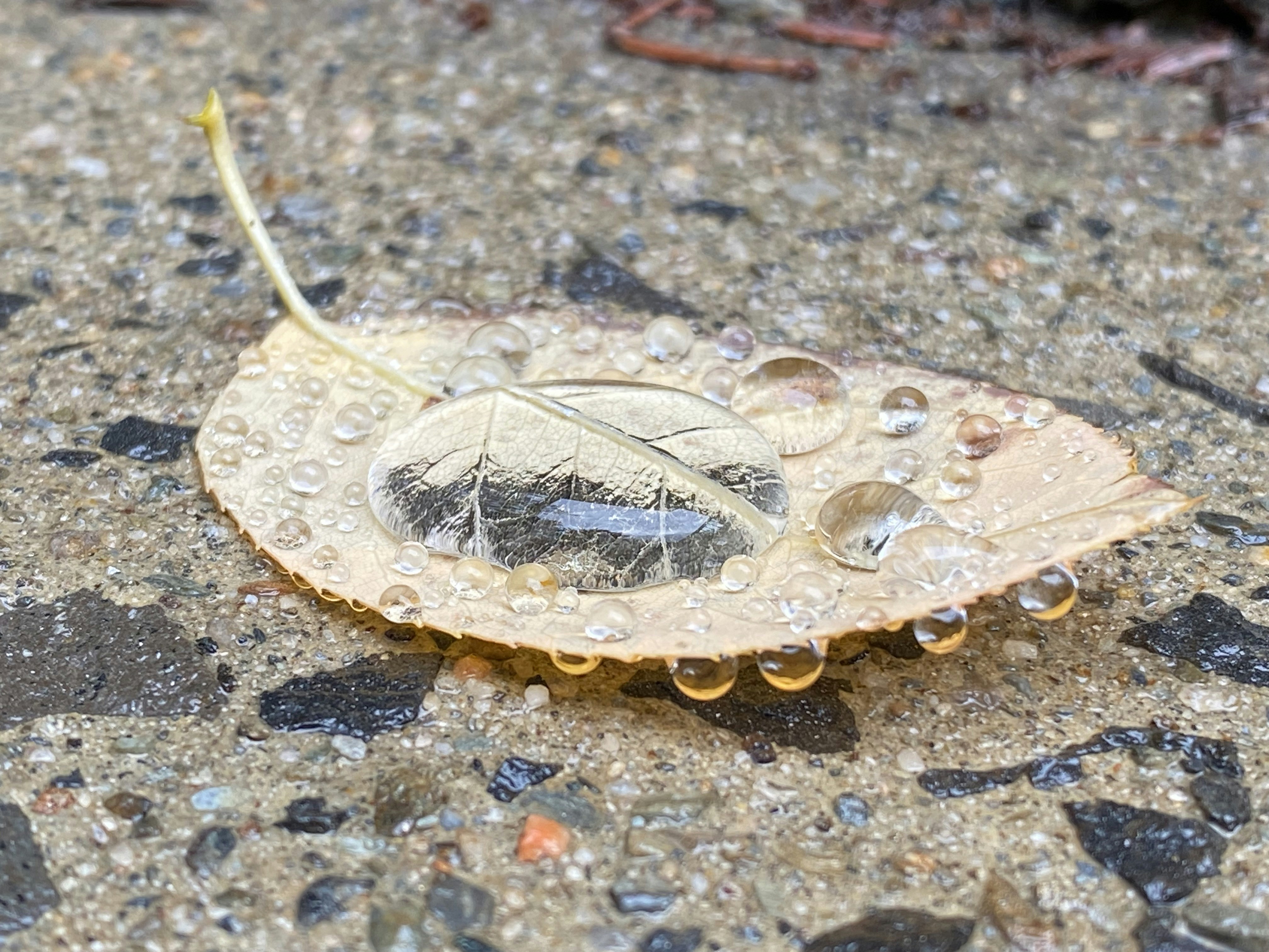 Fallen leaf