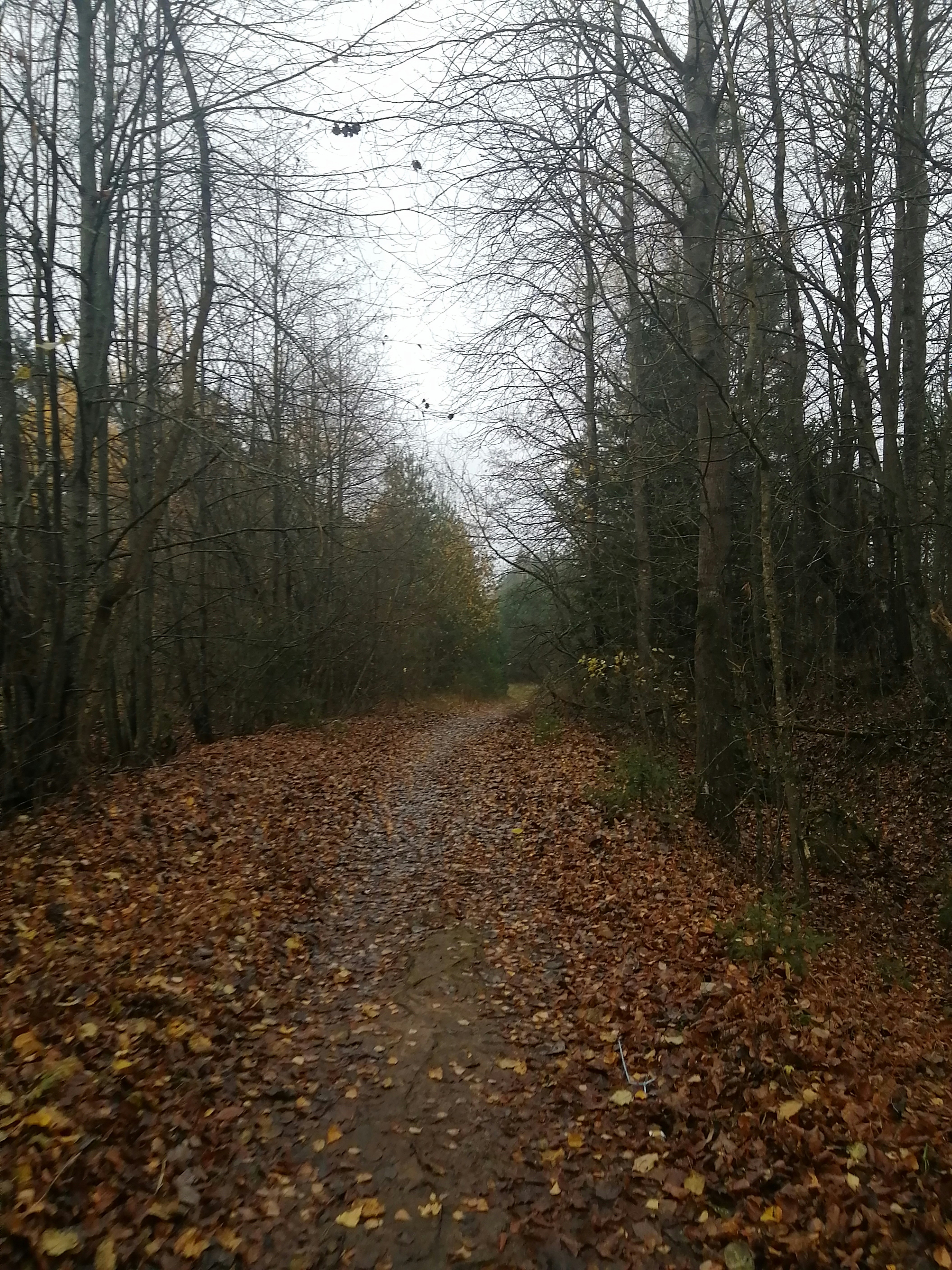 A winding trail covered in fallen leaves, bordered by bare trees under a cloudy sky.