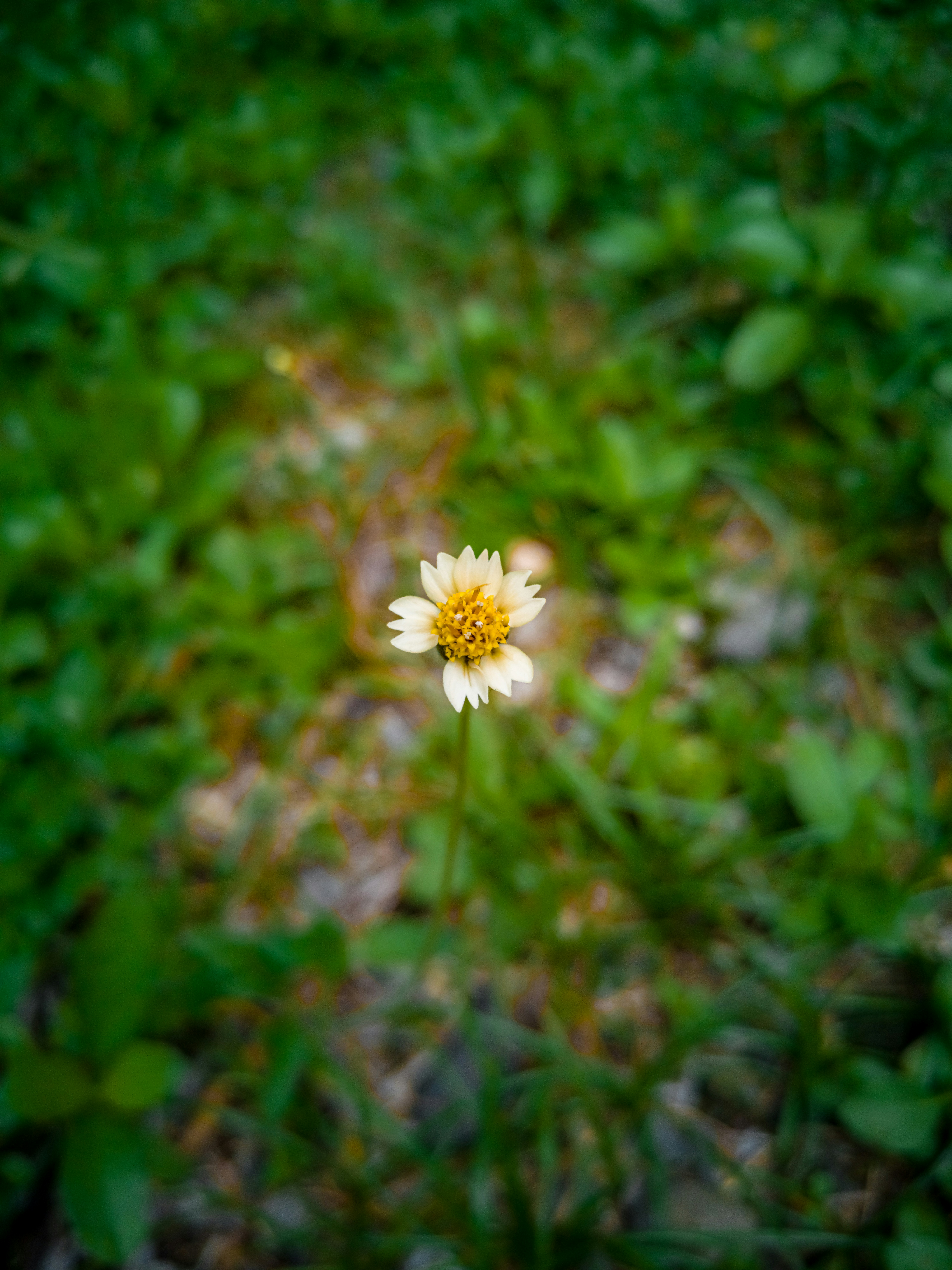 Single Daisy Amid Green Blur