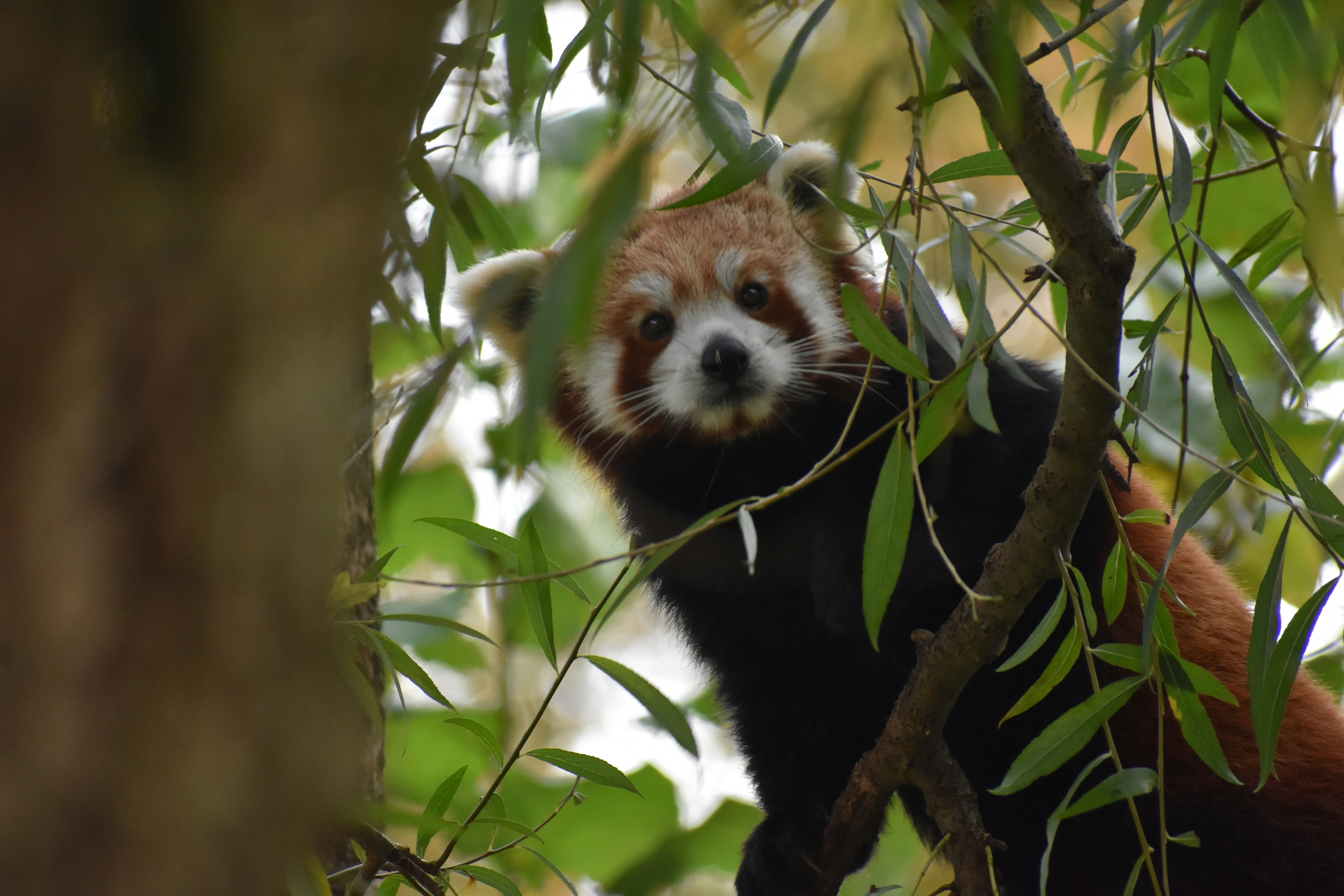 Red Panda in a Green Veil: A Quiet Forest Gaze