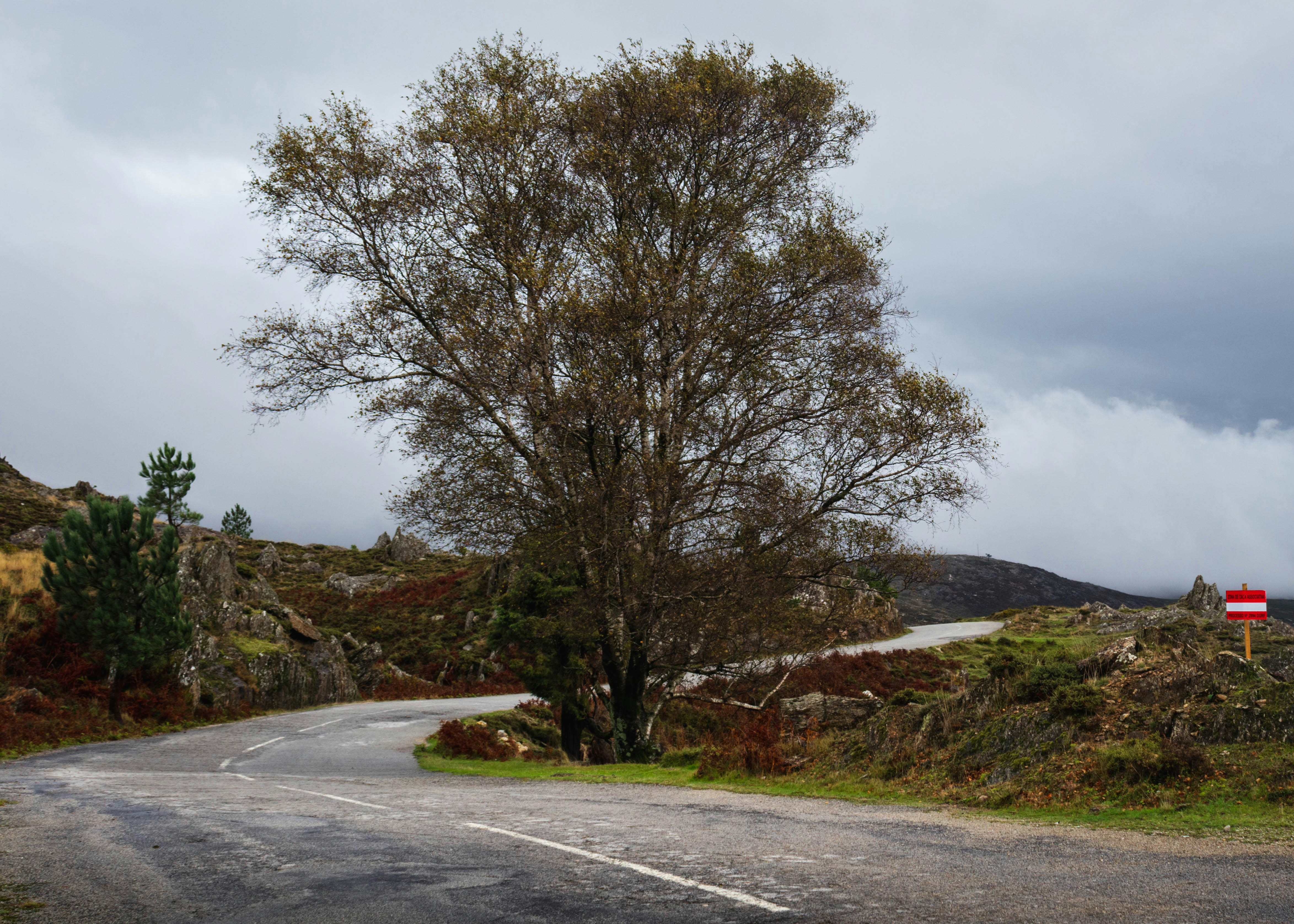 Winding road flanked by a lone tree under overcast skies in autumnal mountains.
