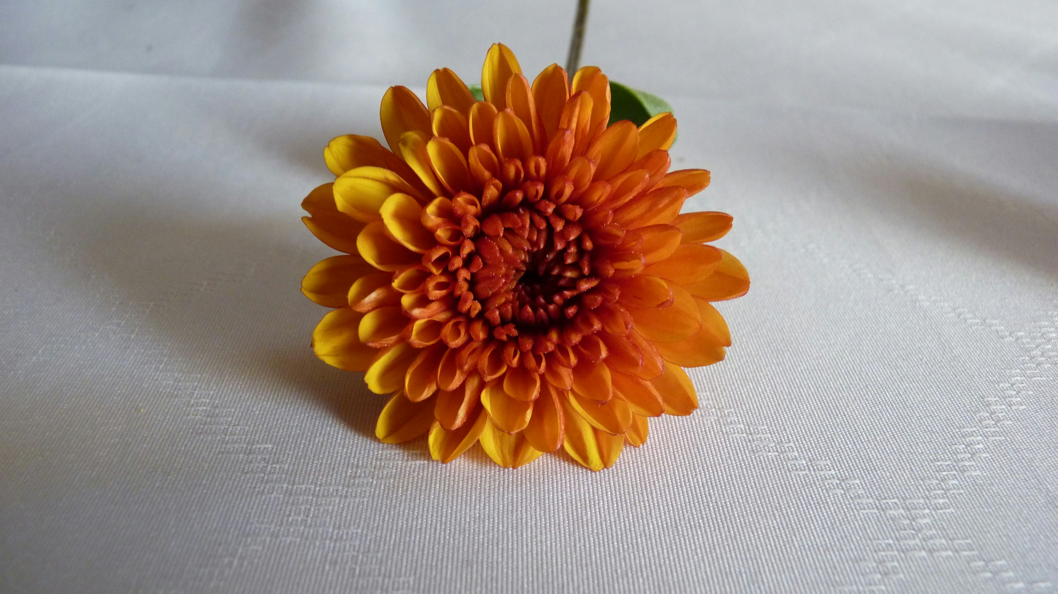 Orange chrysanthemum resting on a pristine white tablecloth