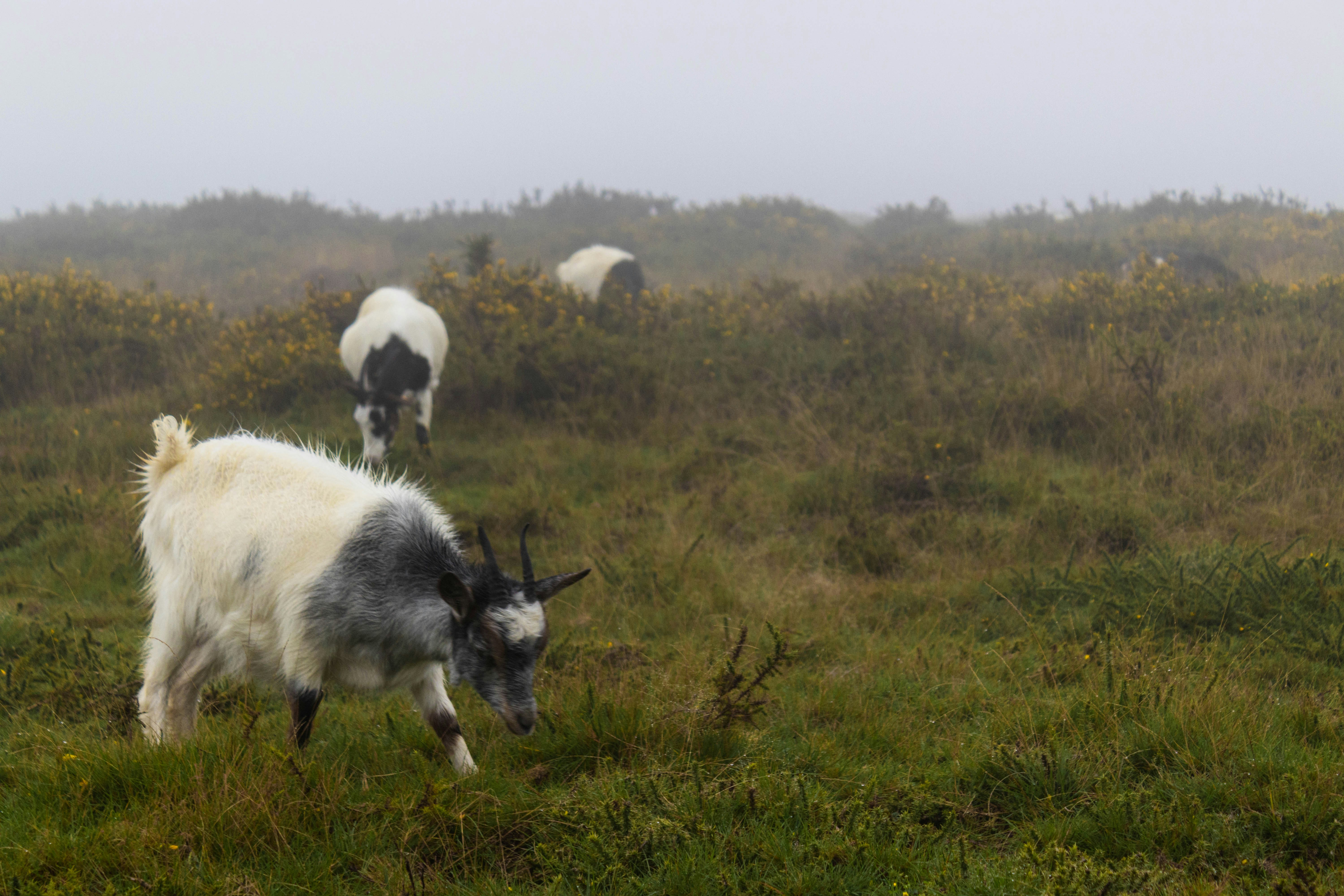 Un grupo de cabras pastando en un campo foto – Imagen de Arouca ...