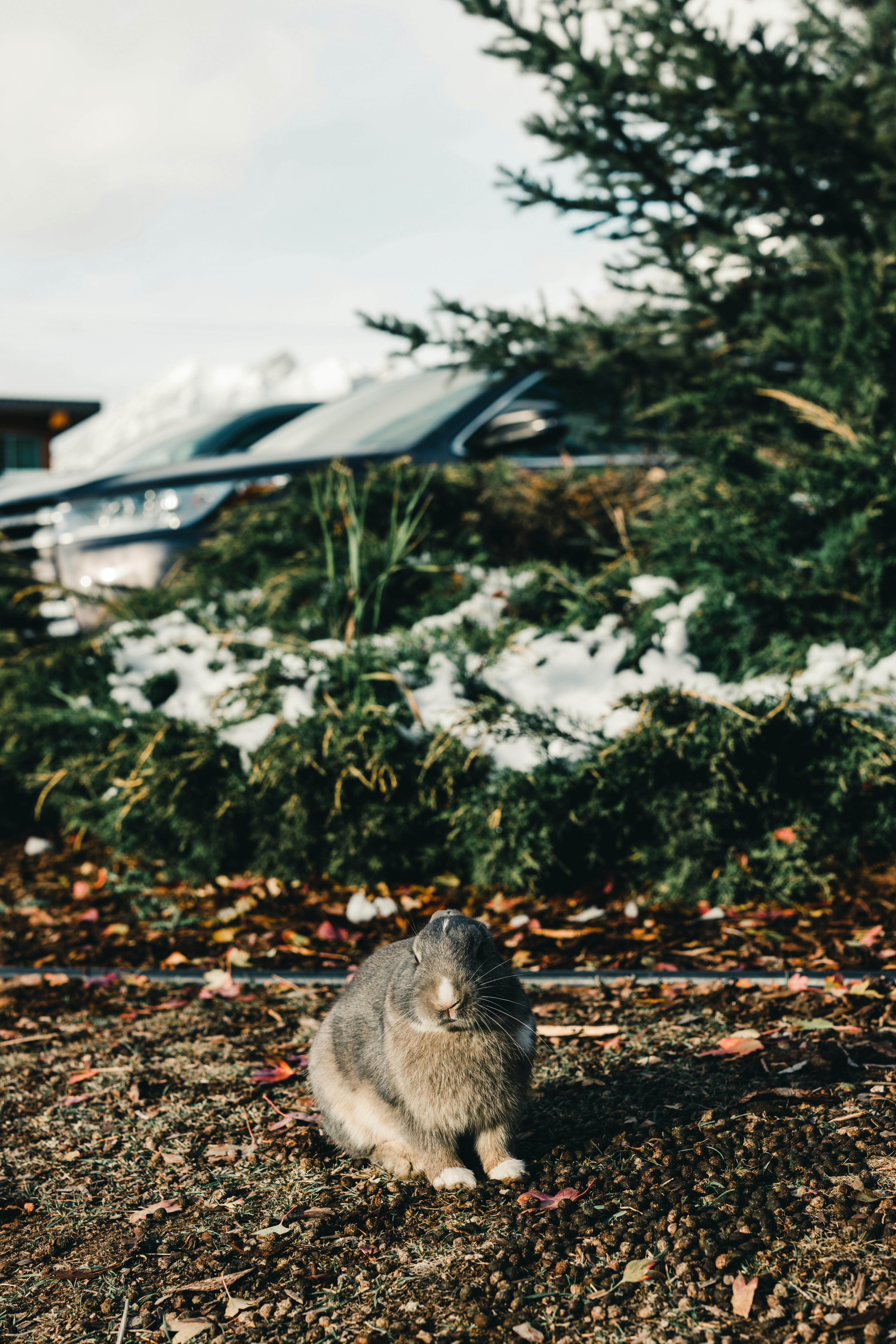 A rabbit in a yard photo – Free Canmore Image on Unsplash