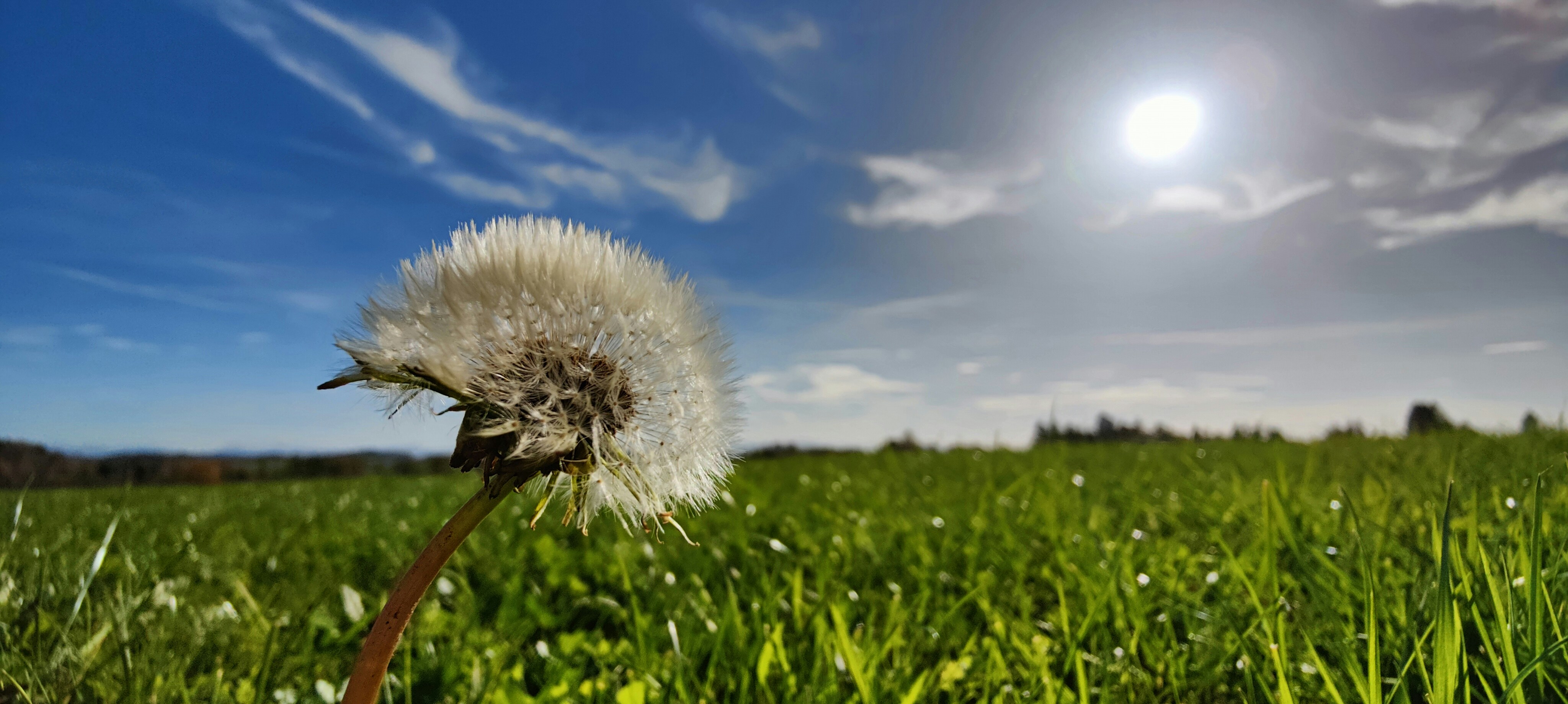 Dandelion Beacon in a Sunlit Prairie