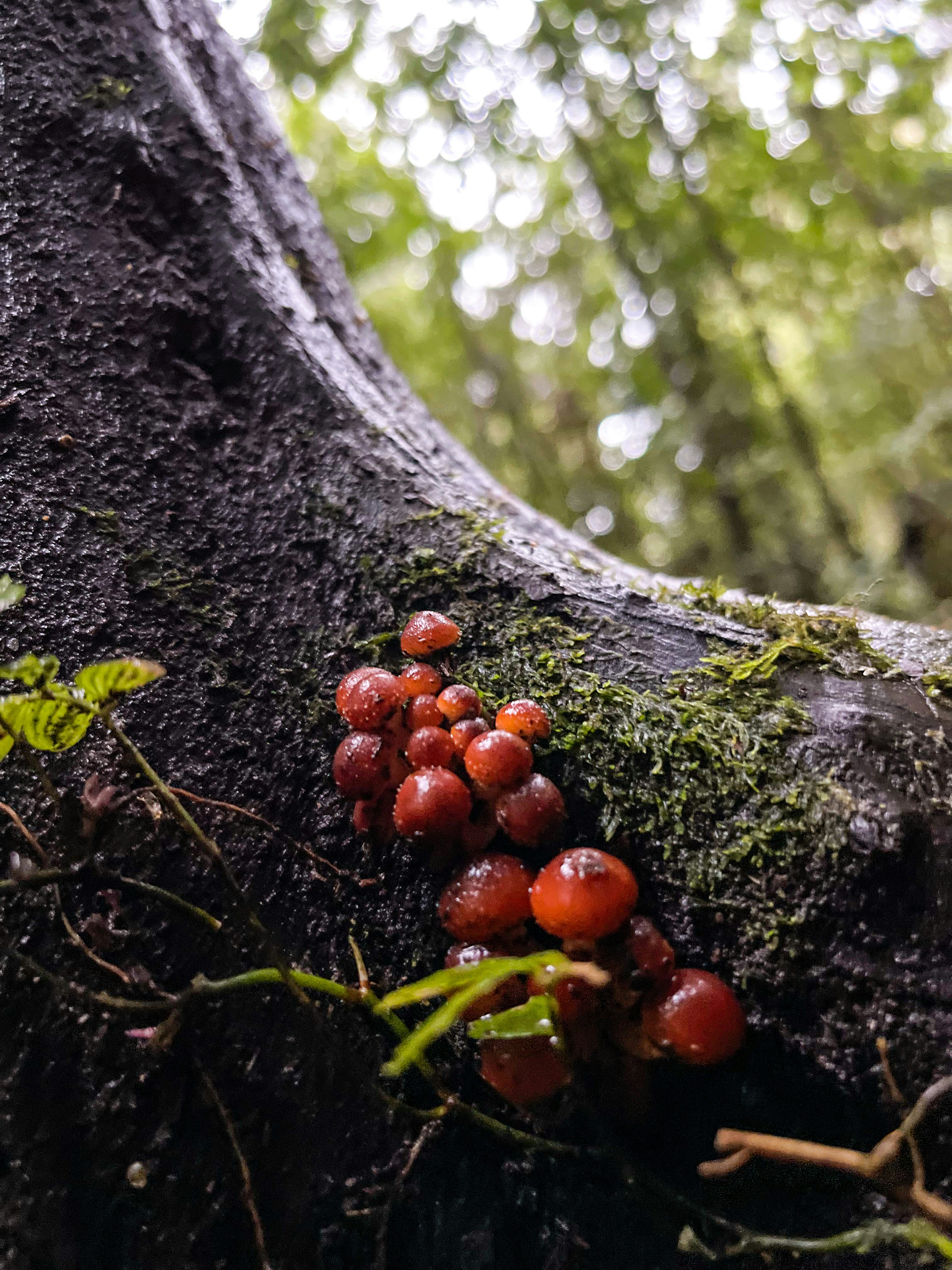 Red Berries on Mossy Tree Trunk in a Damp Forest Window