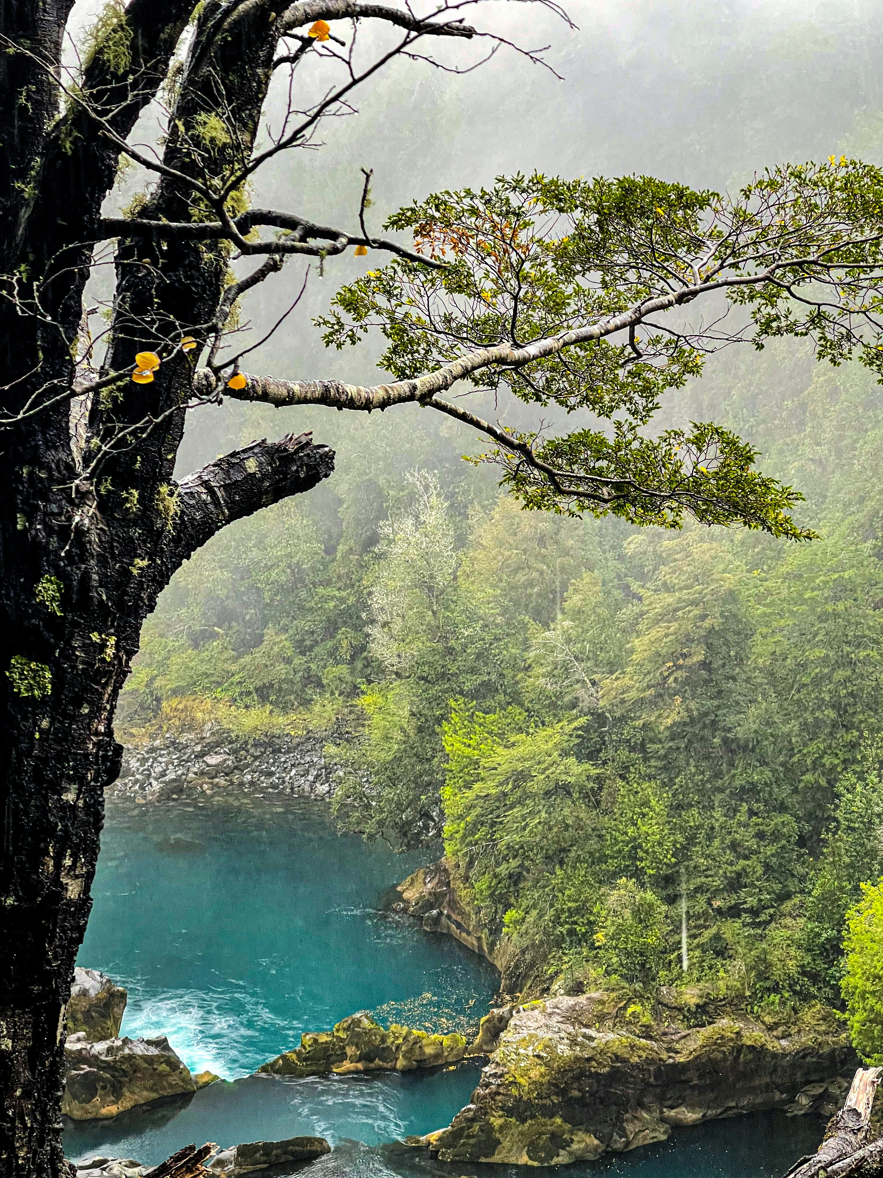 Misty forest landscape with a tree in the foreground overlooking a tranquil turquoise river.