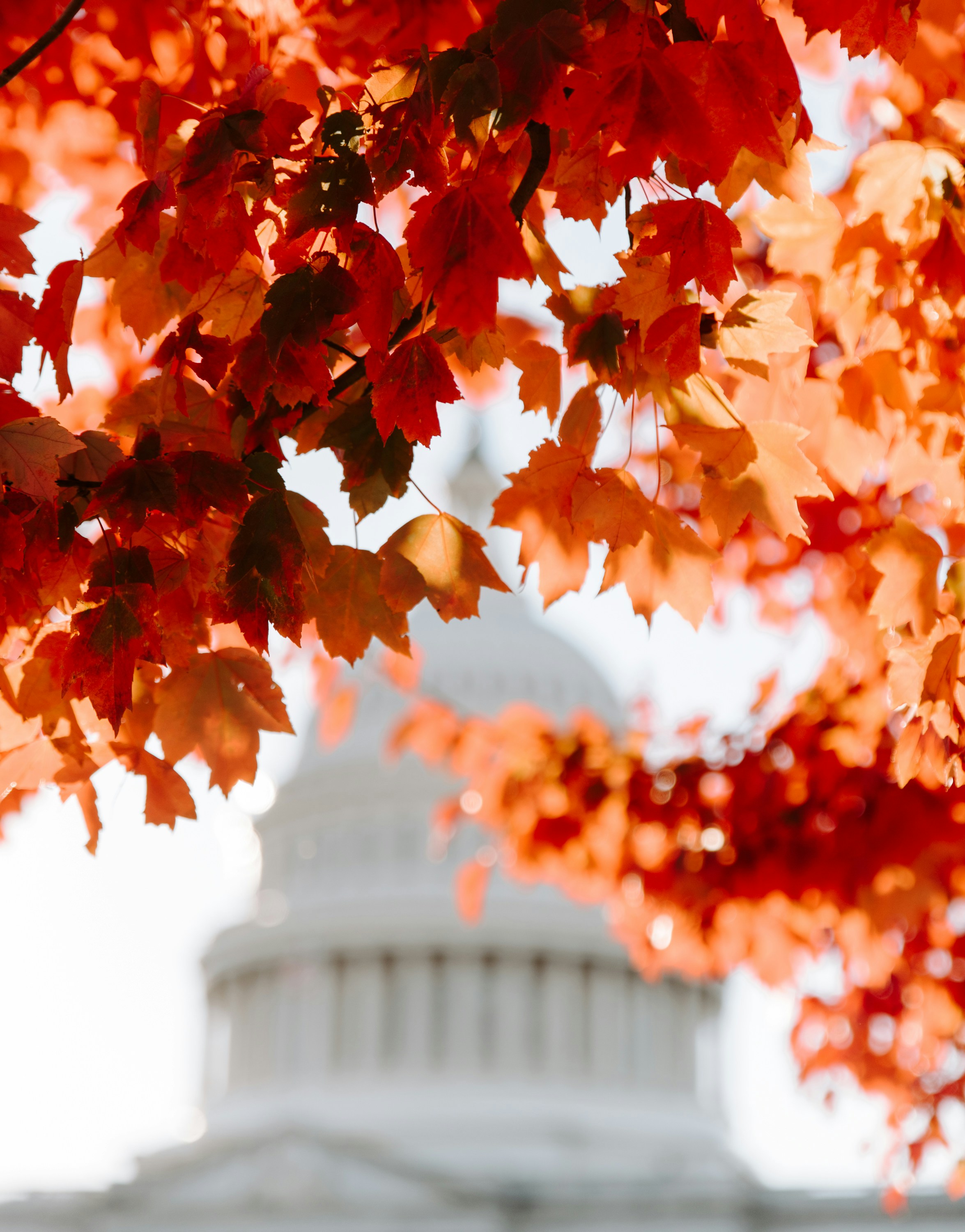 Crimson Canopy Framing the Capitol
