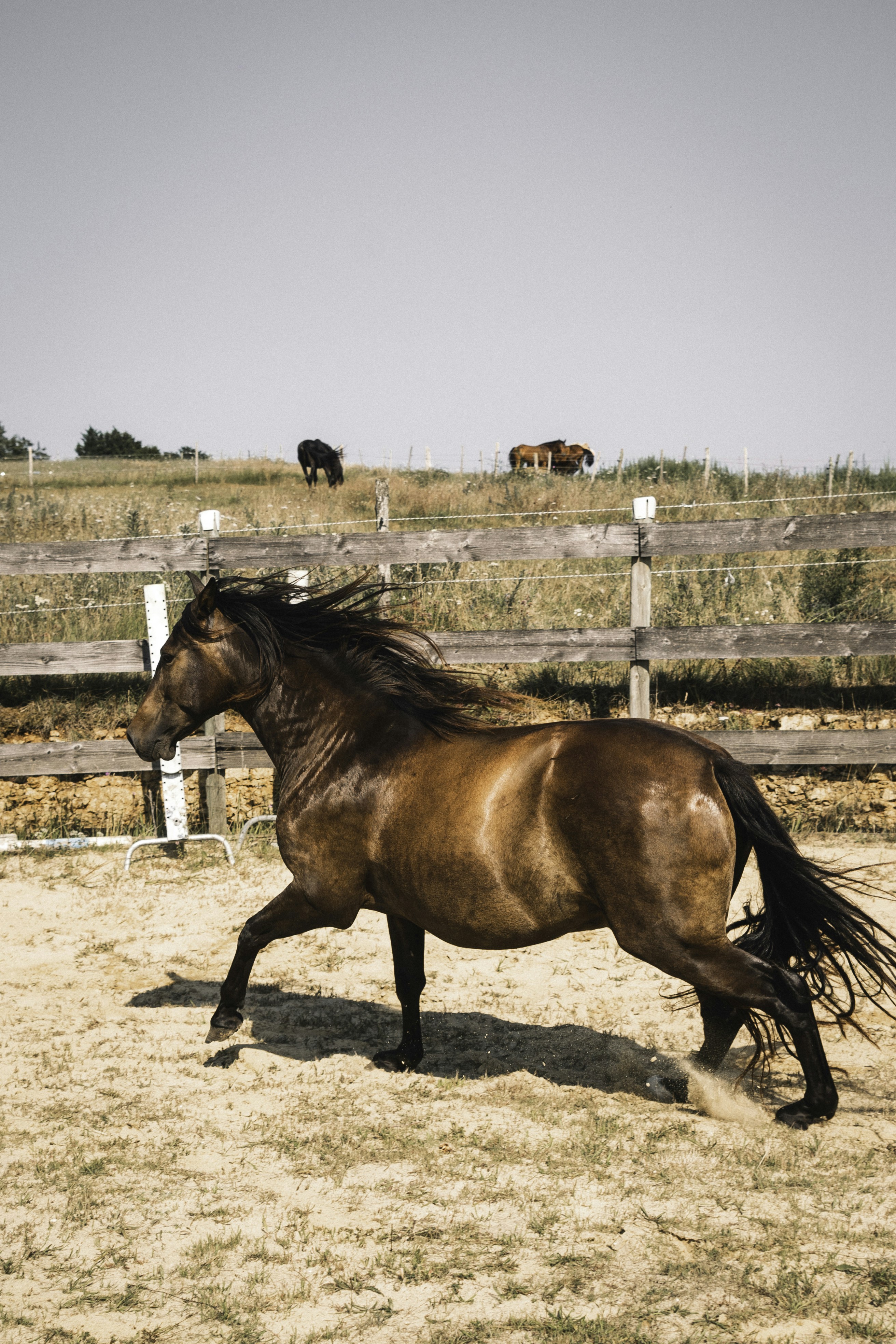 A horse running in a fenced in pasture photo – Free Farm Image on Unsplash