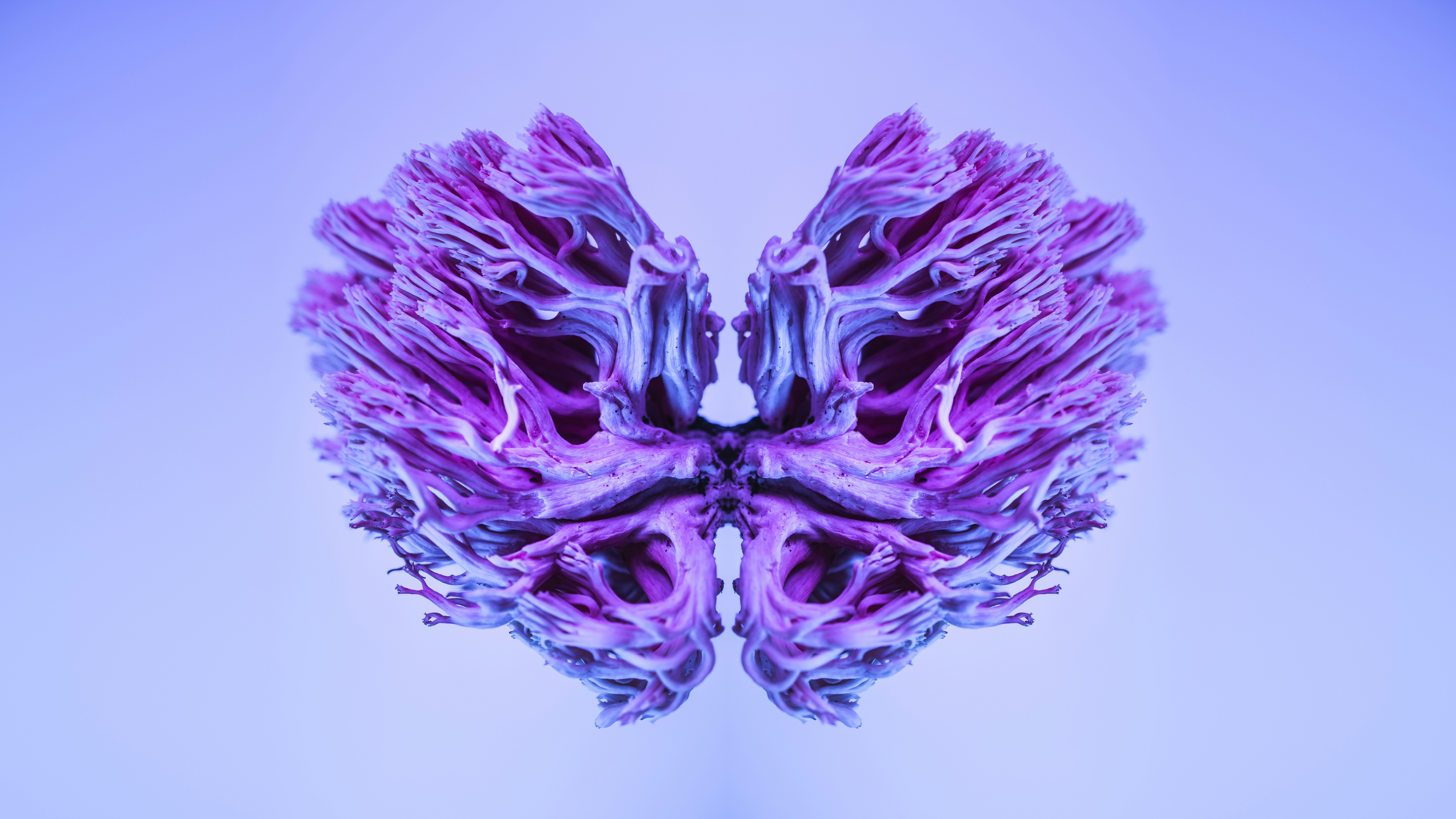 Eine lila Blume mit weißem Hintergrund Foto – Kostenloses Bild zum ...