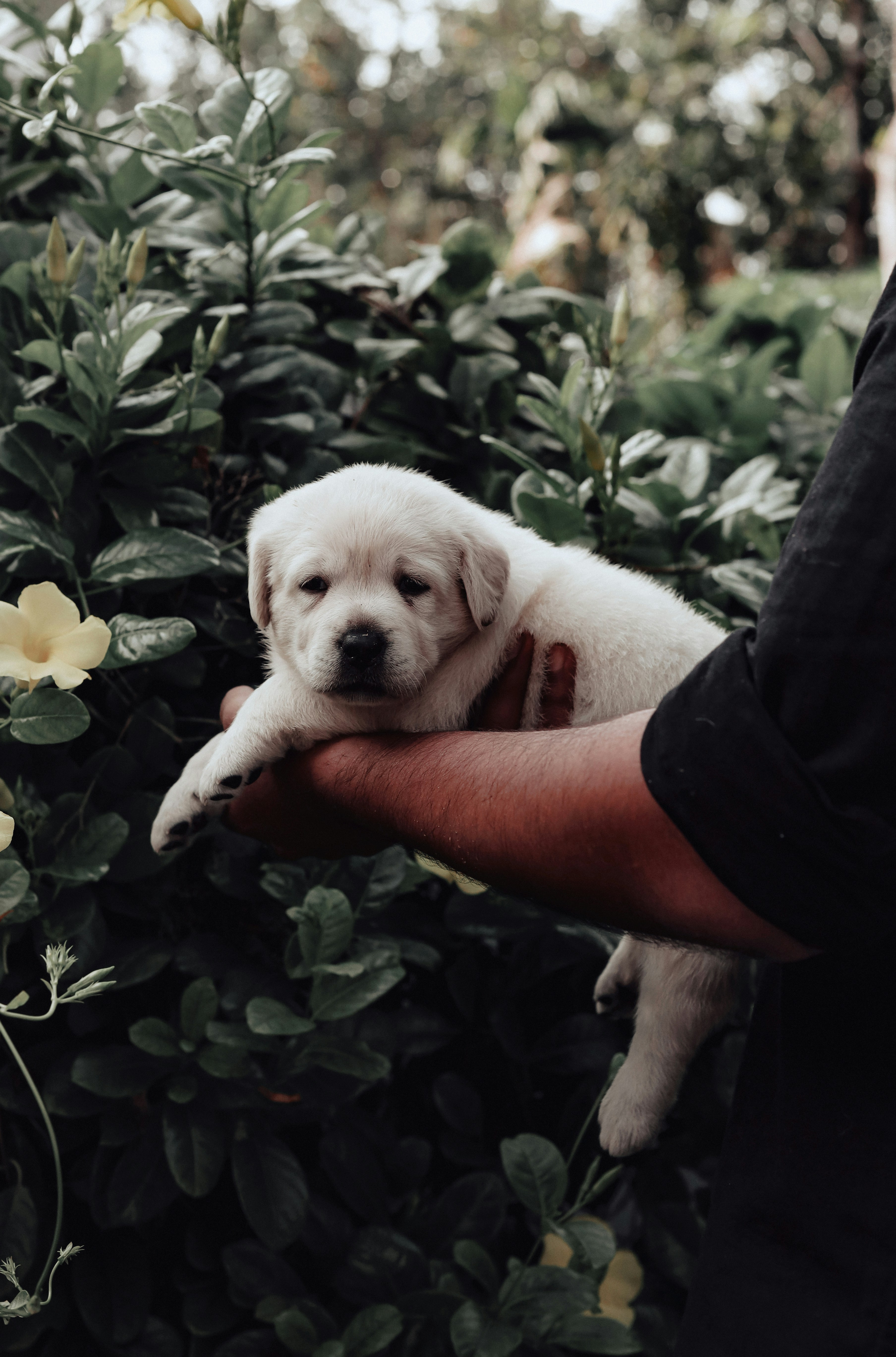 A fluffy white puppy cradled in a person's arms, surrounded by lush green foliage and soft yellow flowers.