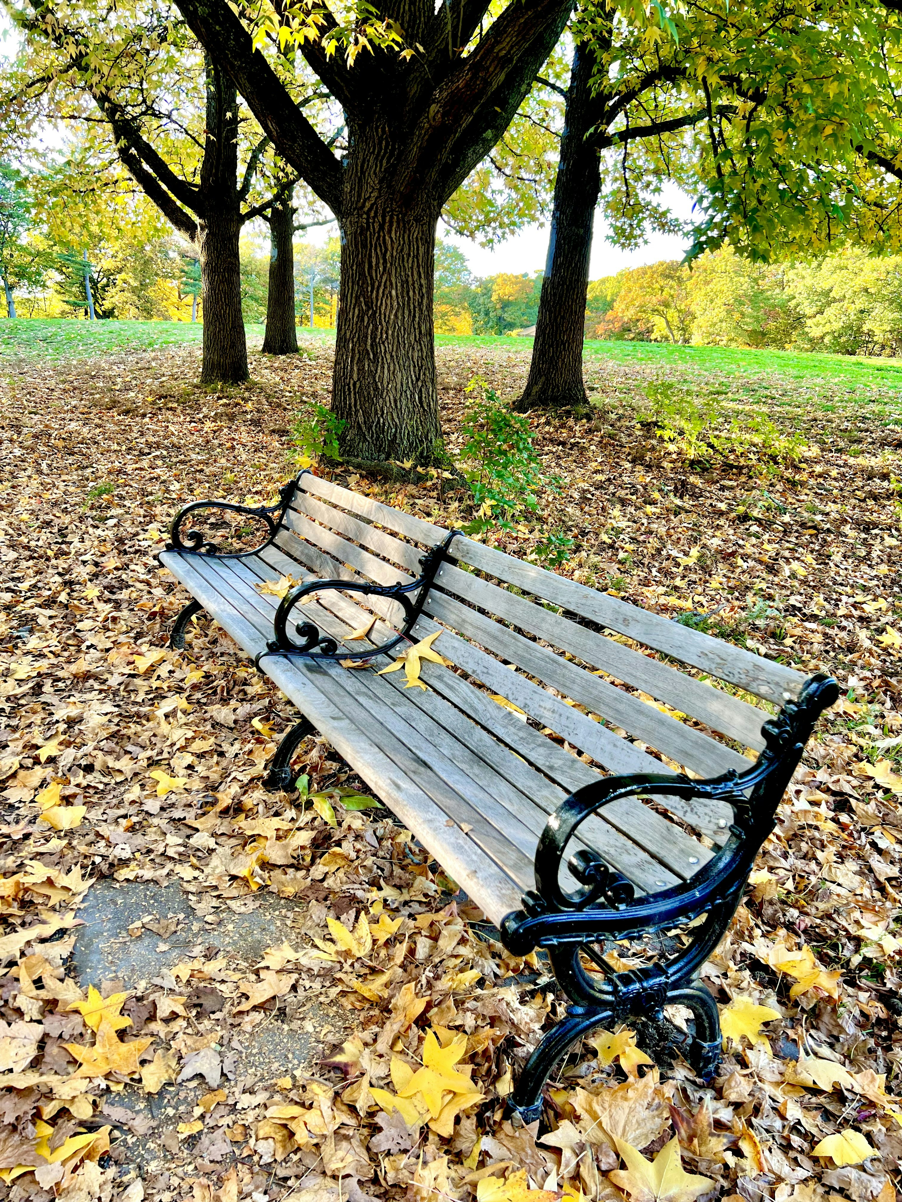 A bench in a park photo – Free Boston Image on Unsplash