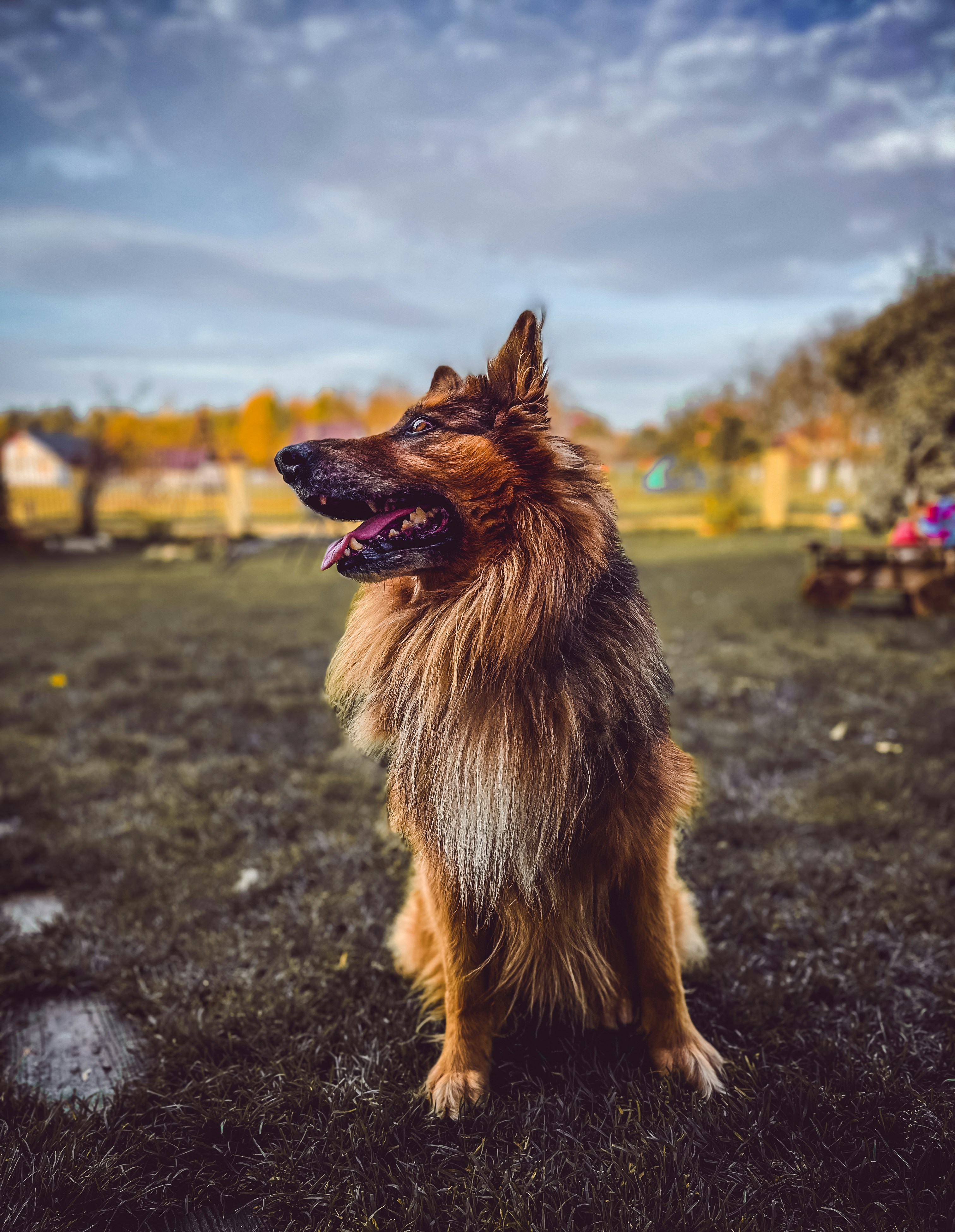 Loyal Gaze: A Snow-Soft Belgian Shepherd in Spring Park