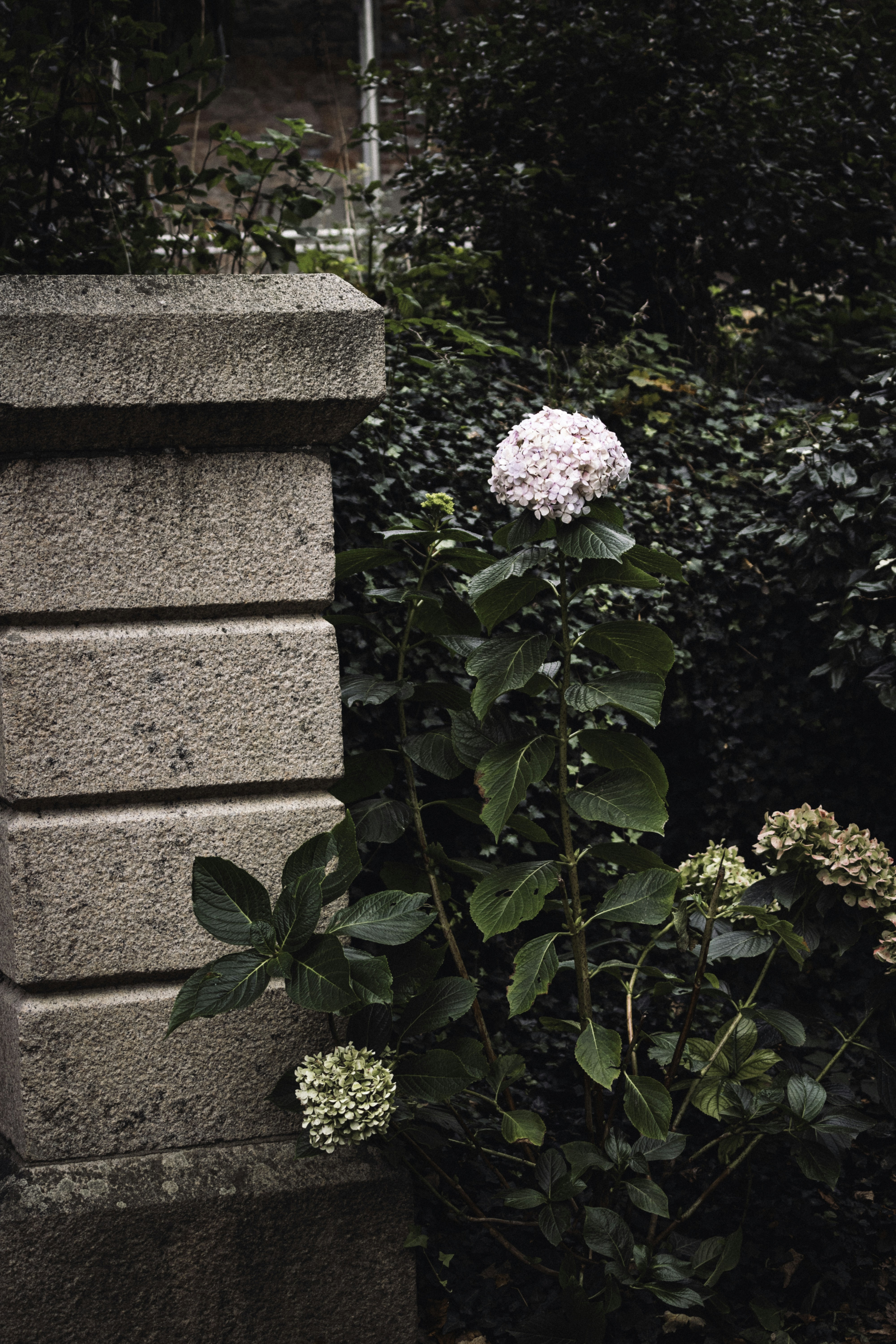 Ein Blumenstrauch neben einer Steinmauer Foto – Kostenloses Bild zum ...