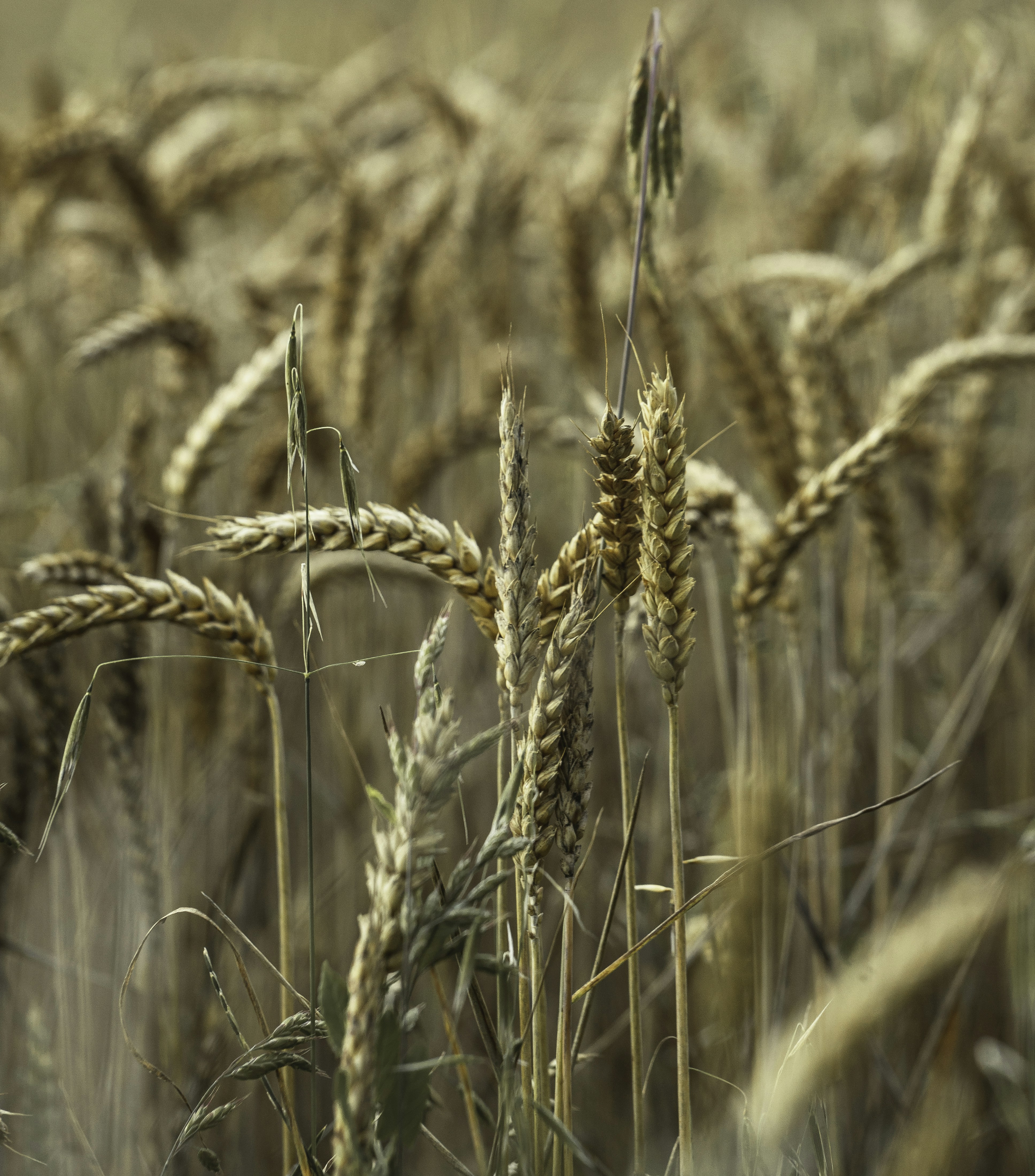 Close-up of golden wheat stalks swaying gently in the breeze, showcasing their intricate details and textures.