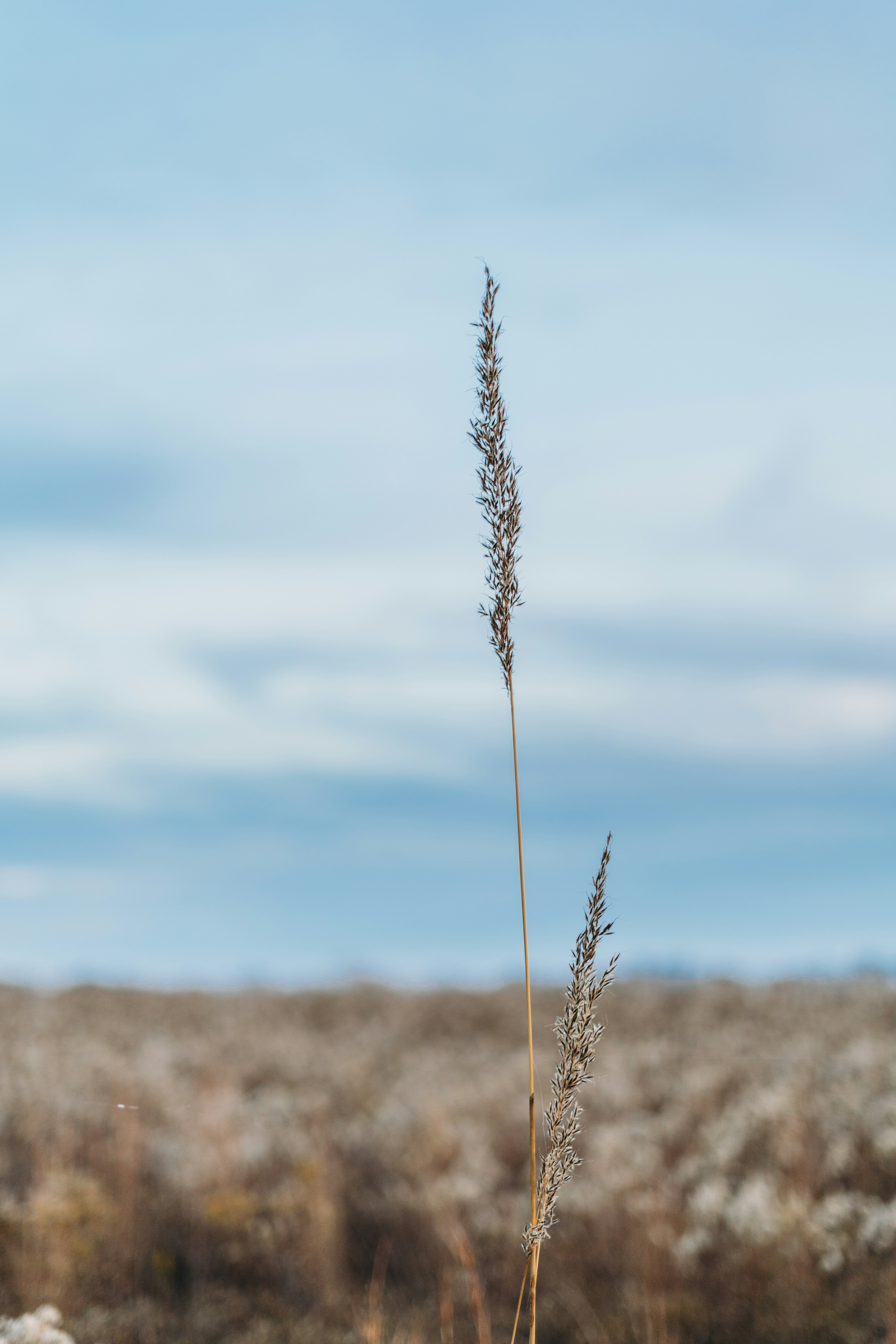A close-up of a plant photo – Free Strawtown koteewi park Image on Unsplash