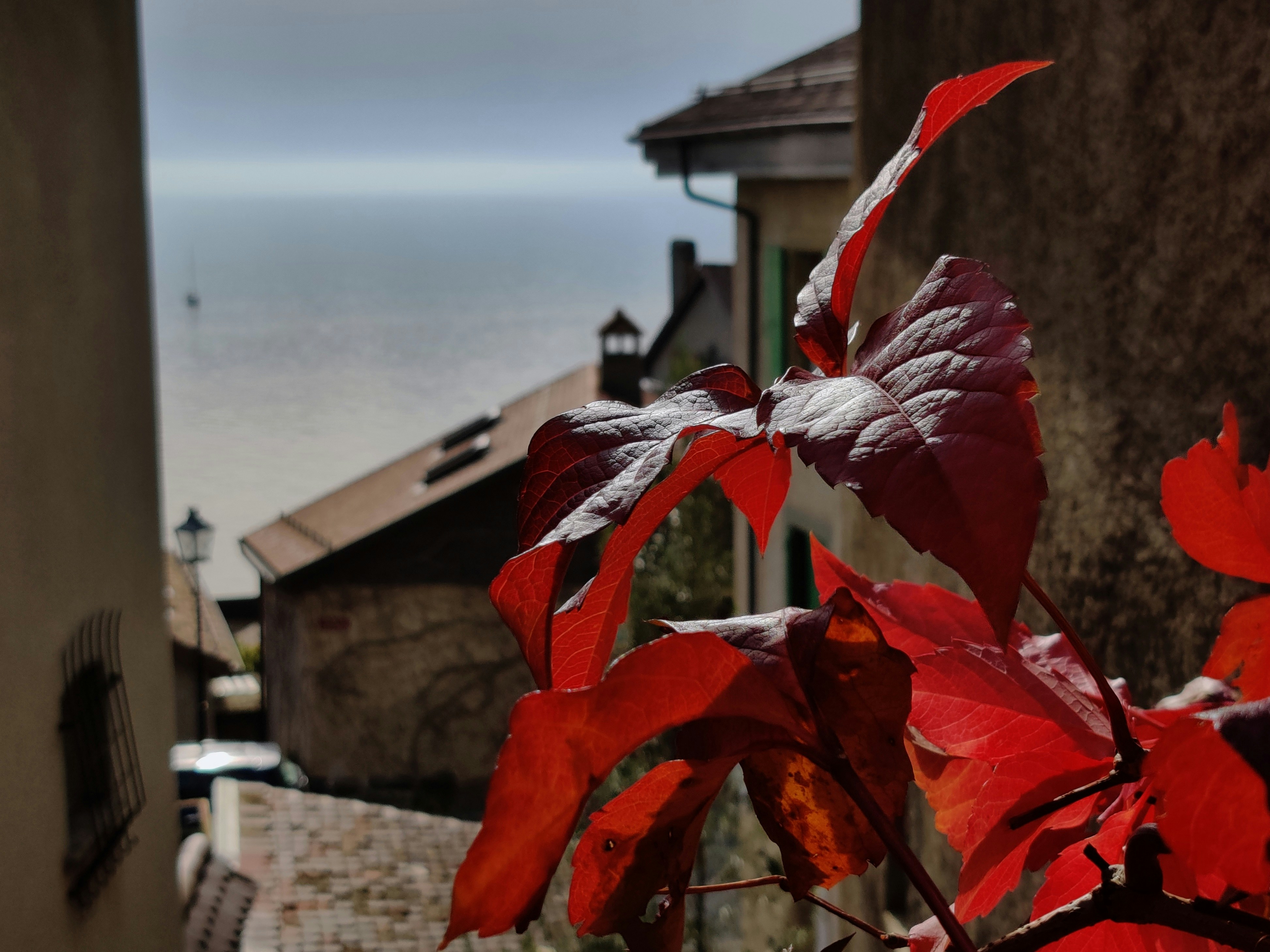 Vibrant red leaves in the foreground contrast with a tranquil seascape in the background, highlighting a peaceful coastal view.