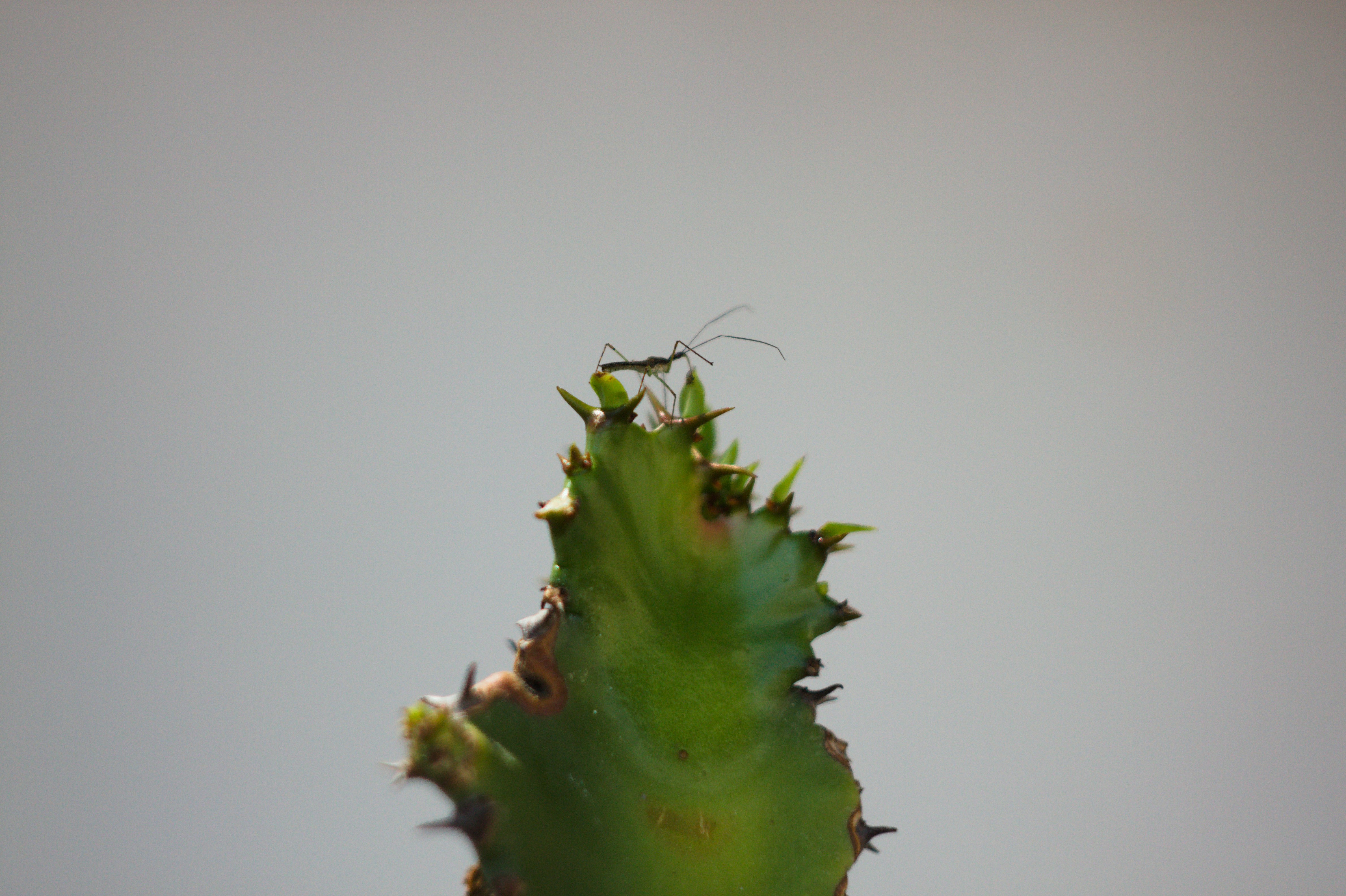 a close up of a pine tree