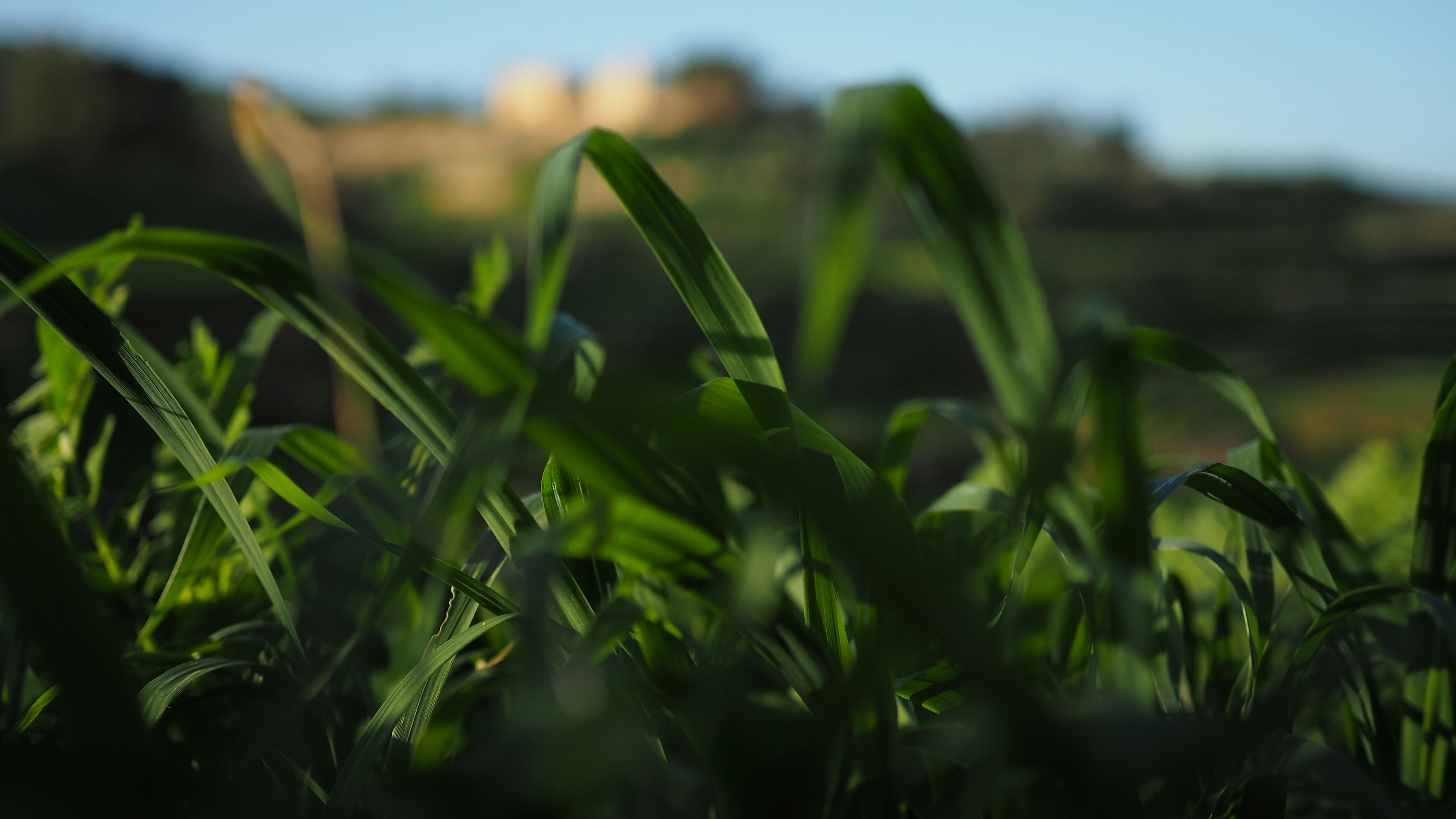Emerald blades beneath a distant hillside glow