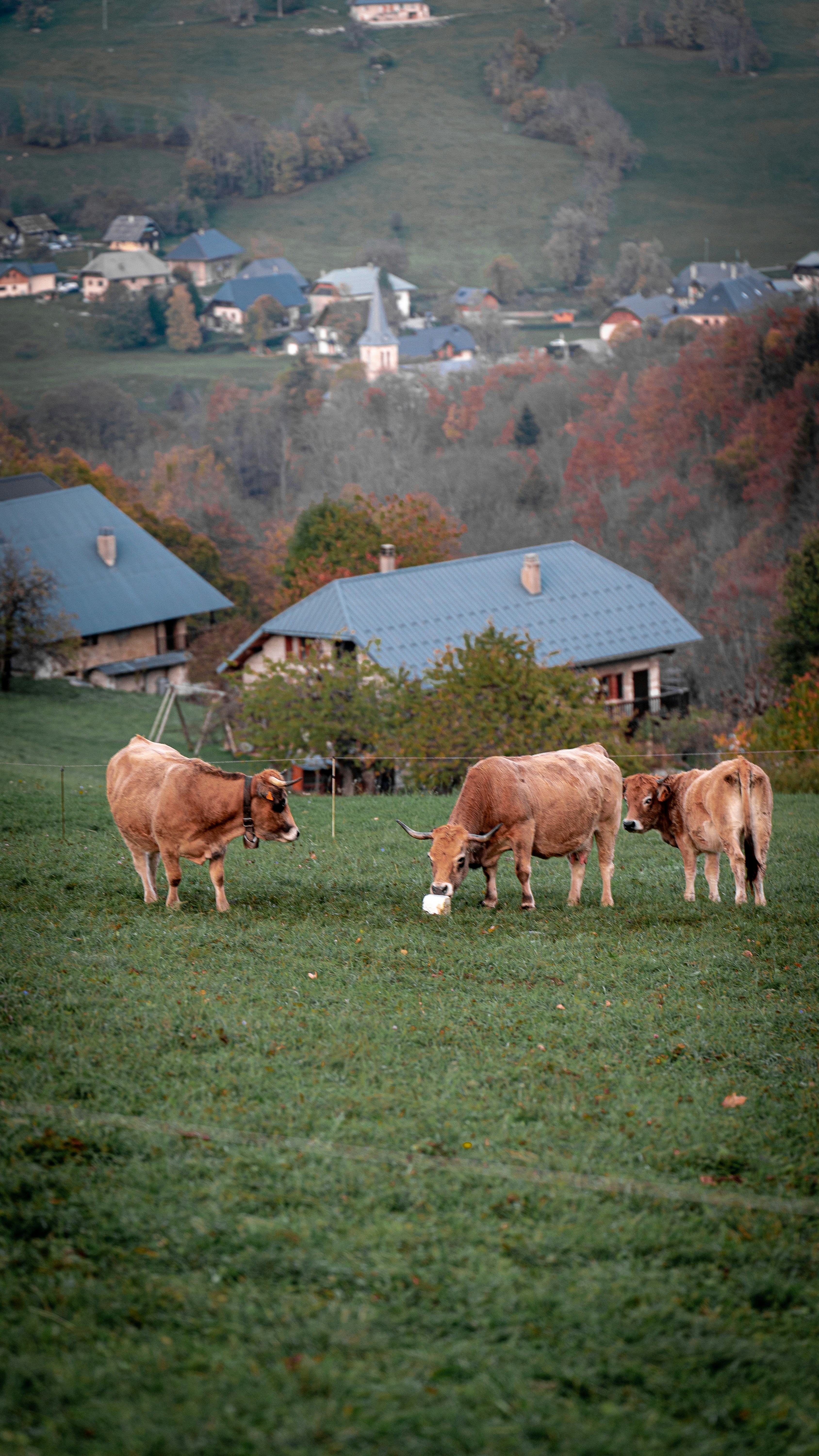 Grazing in the Blue-Roof Hamlet as Autumn Embraces the Hills
