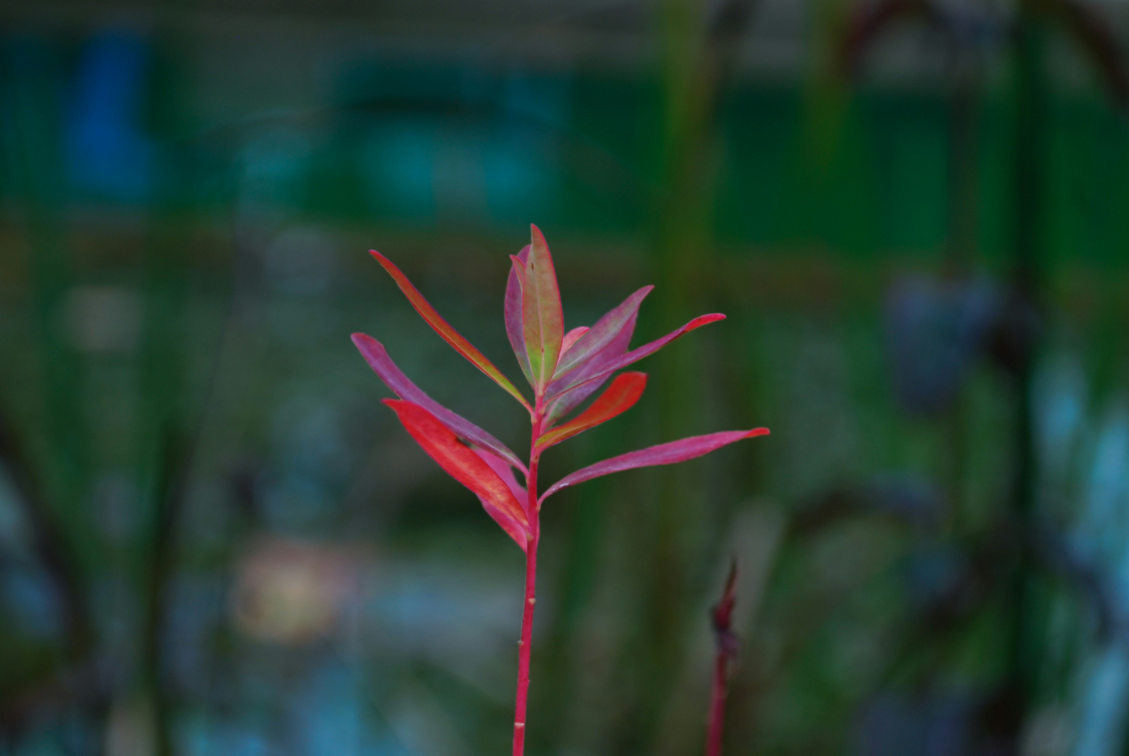 Crimson Sprout Against Velvet Green Bokeh