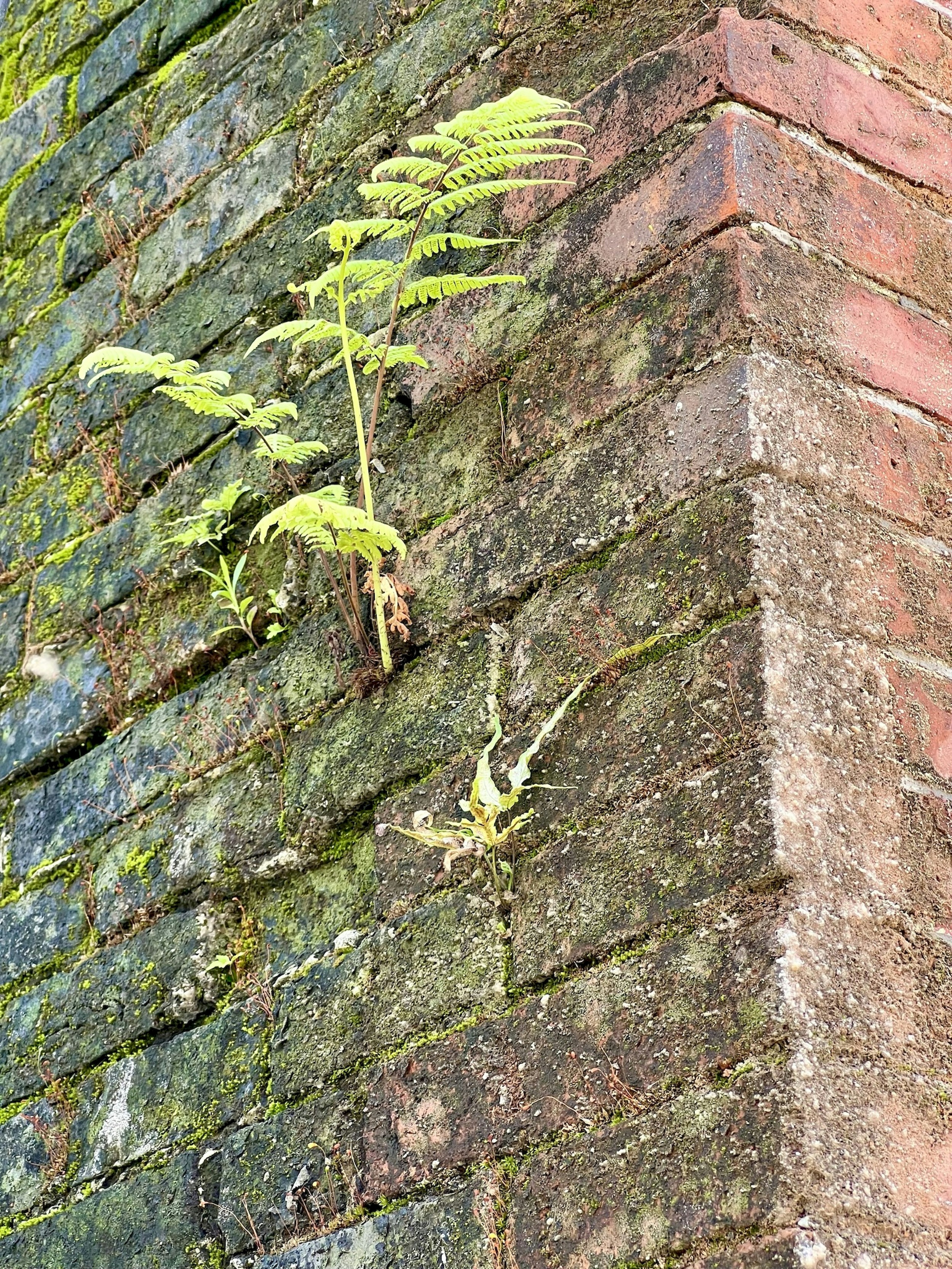 Fern Emergence on Weathered Brick: A Quiet Greening