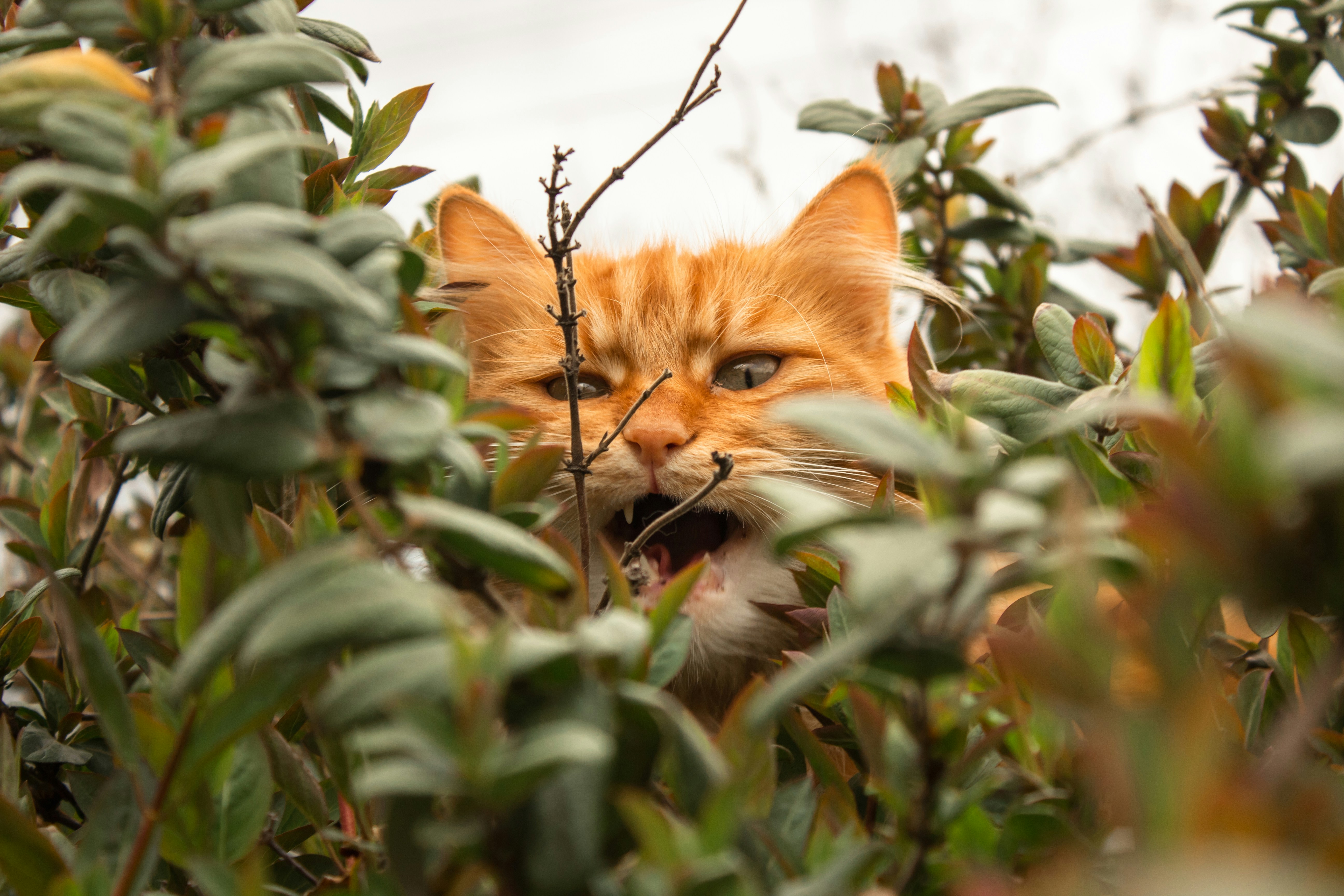 A cat in a bush photo – Free Gingercat Image on Unsplash