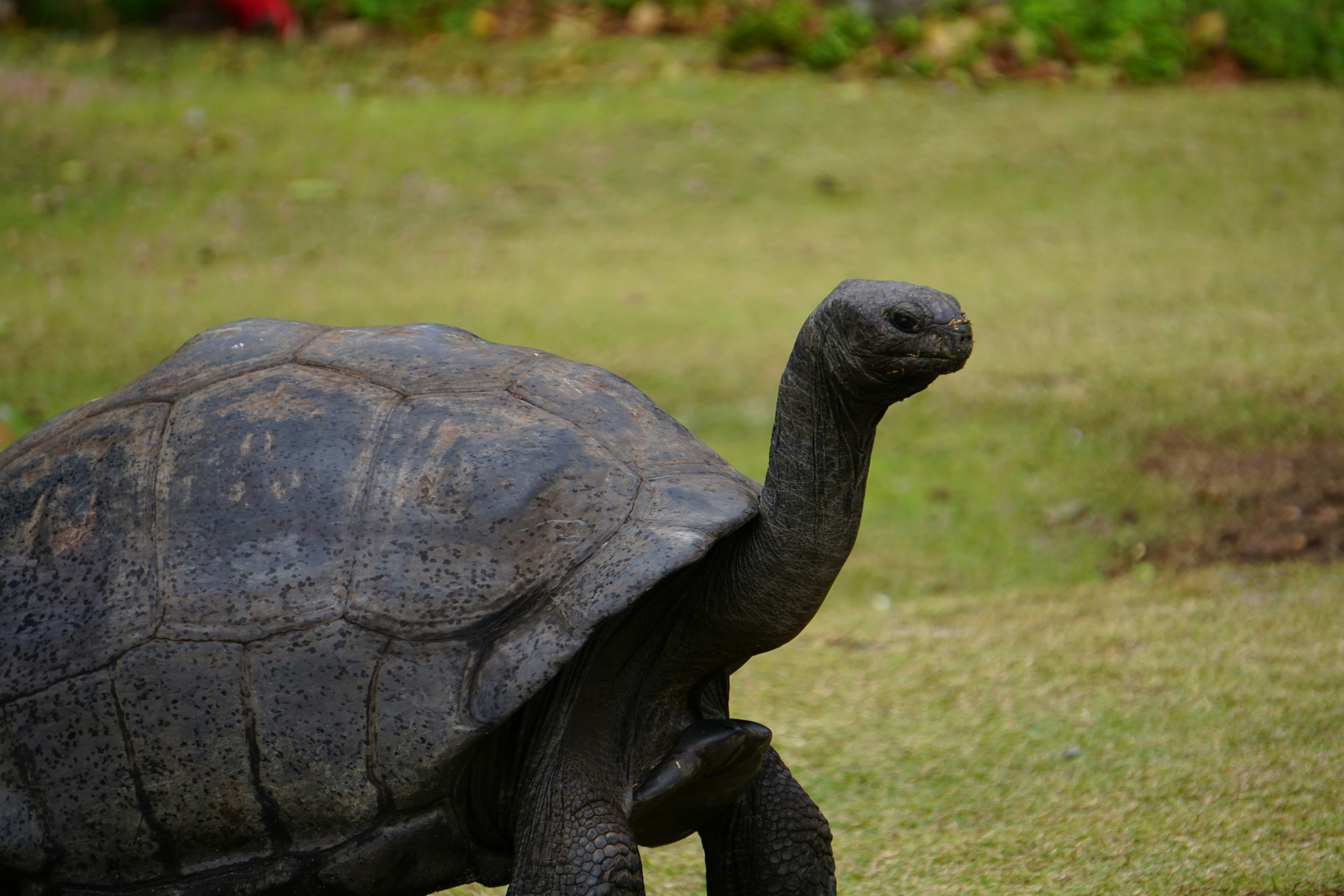 Aldabra-Tortoise